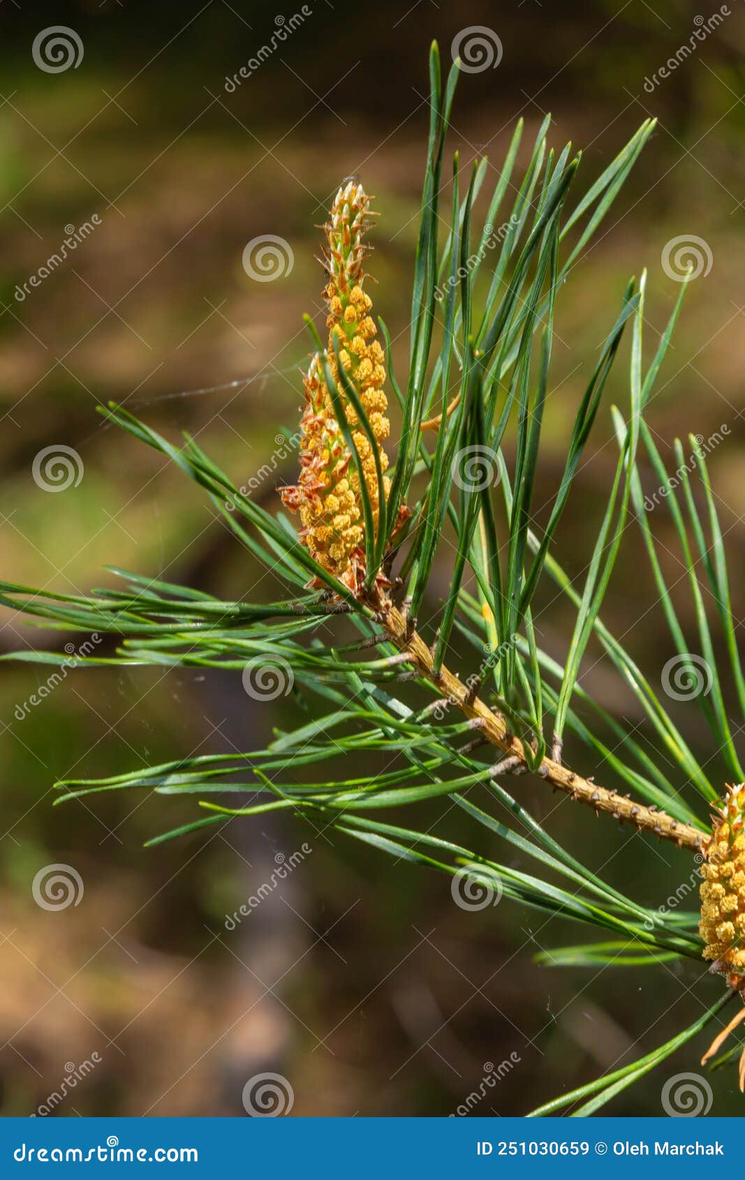 There are Long Buds on a Pine Branch. Buds Appear on the Pine Tree in ...