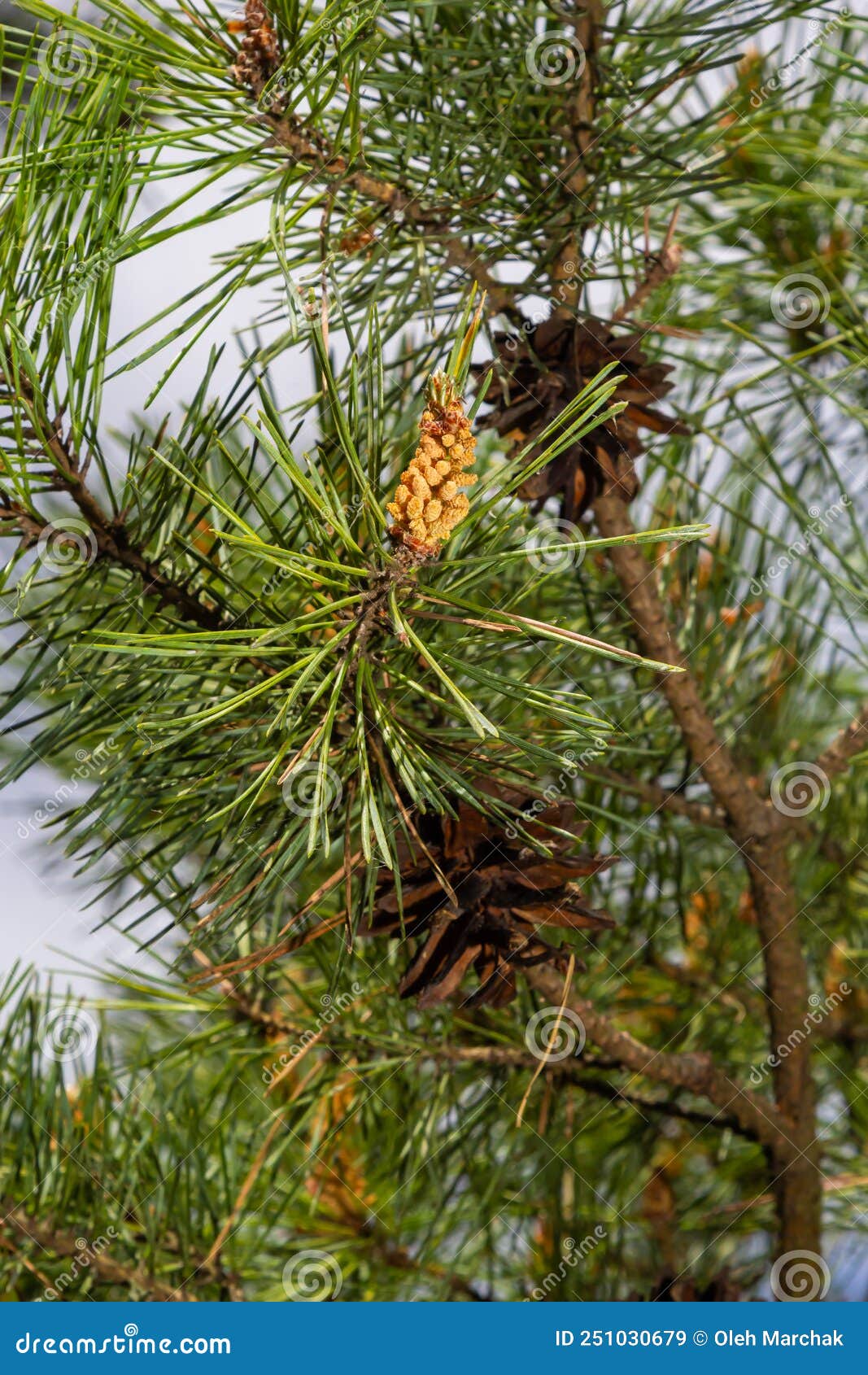 There are Long Buds on a Pine Branch. Buds Appear on the Pine Tree in ...