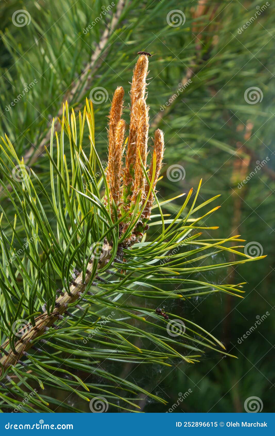 There are Long Buds on a Pine Branch. Buds Appear on the Pine Tree in ...