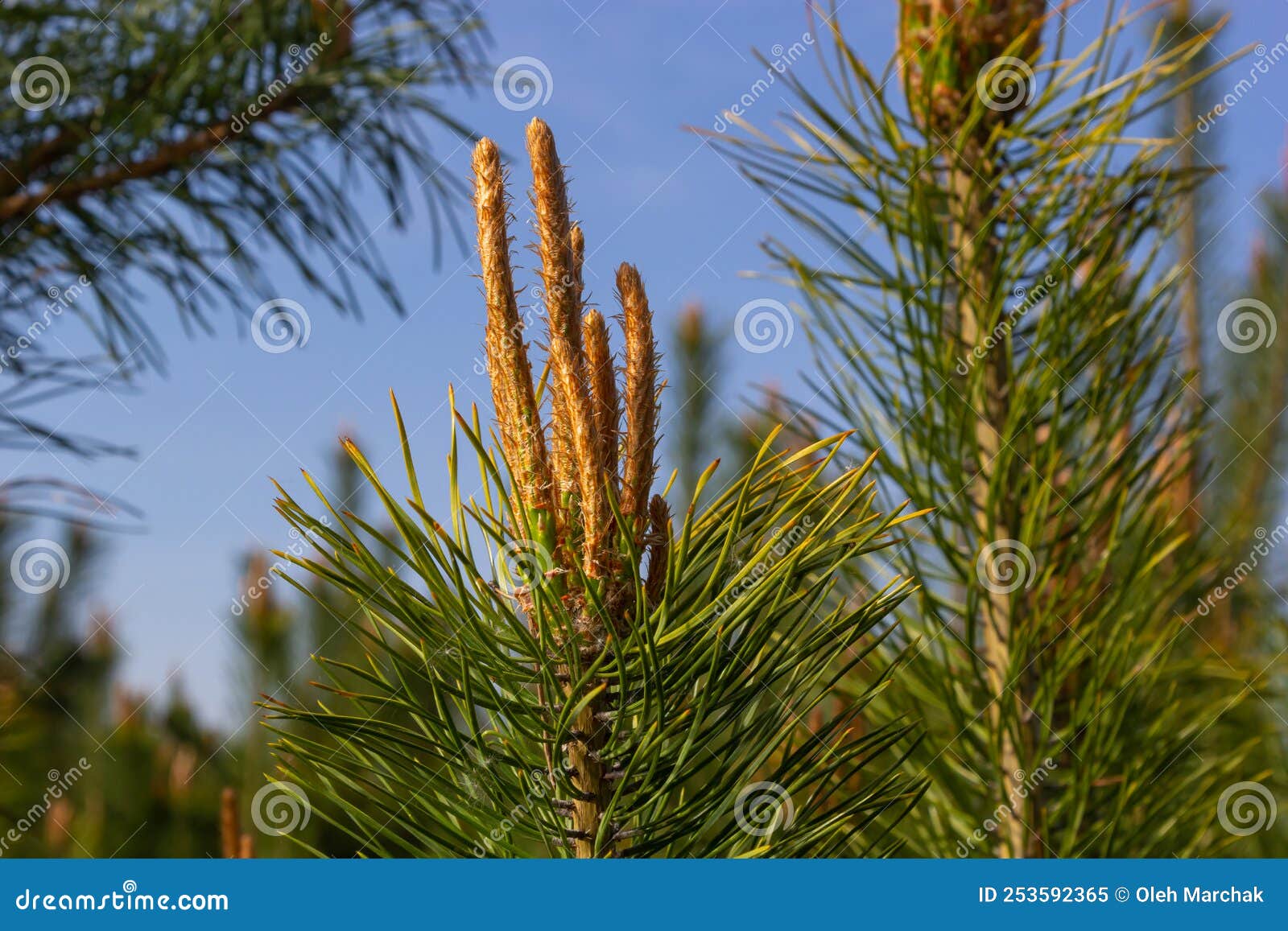There are Long Buds on a Pine Branch. Buds Appear on the Pine Tree in ...