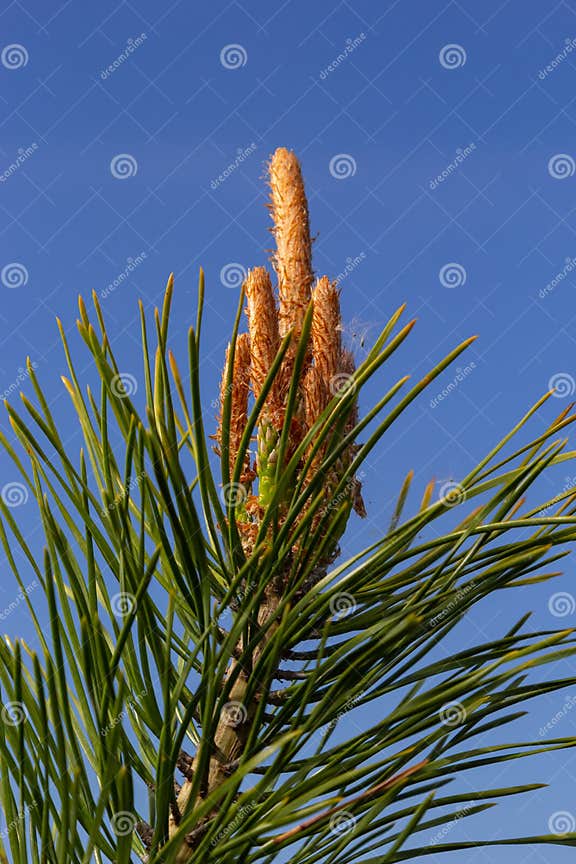There are Long Buds on a Pine Branch. Buds Appear on the Pine Tree in ...