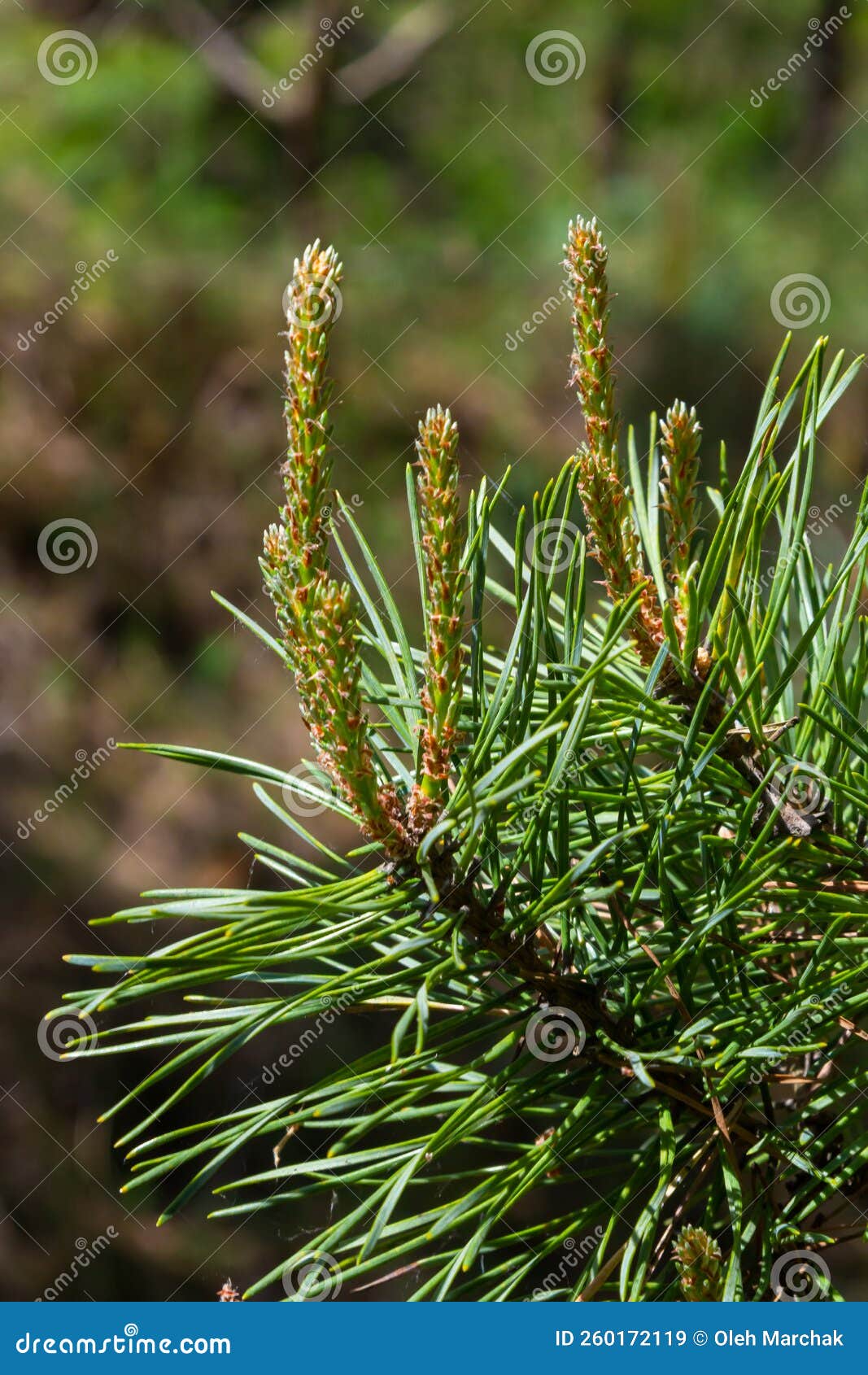 There are Long Buds on a Pine Branch. Buds Appear on the Pine Tree in ...