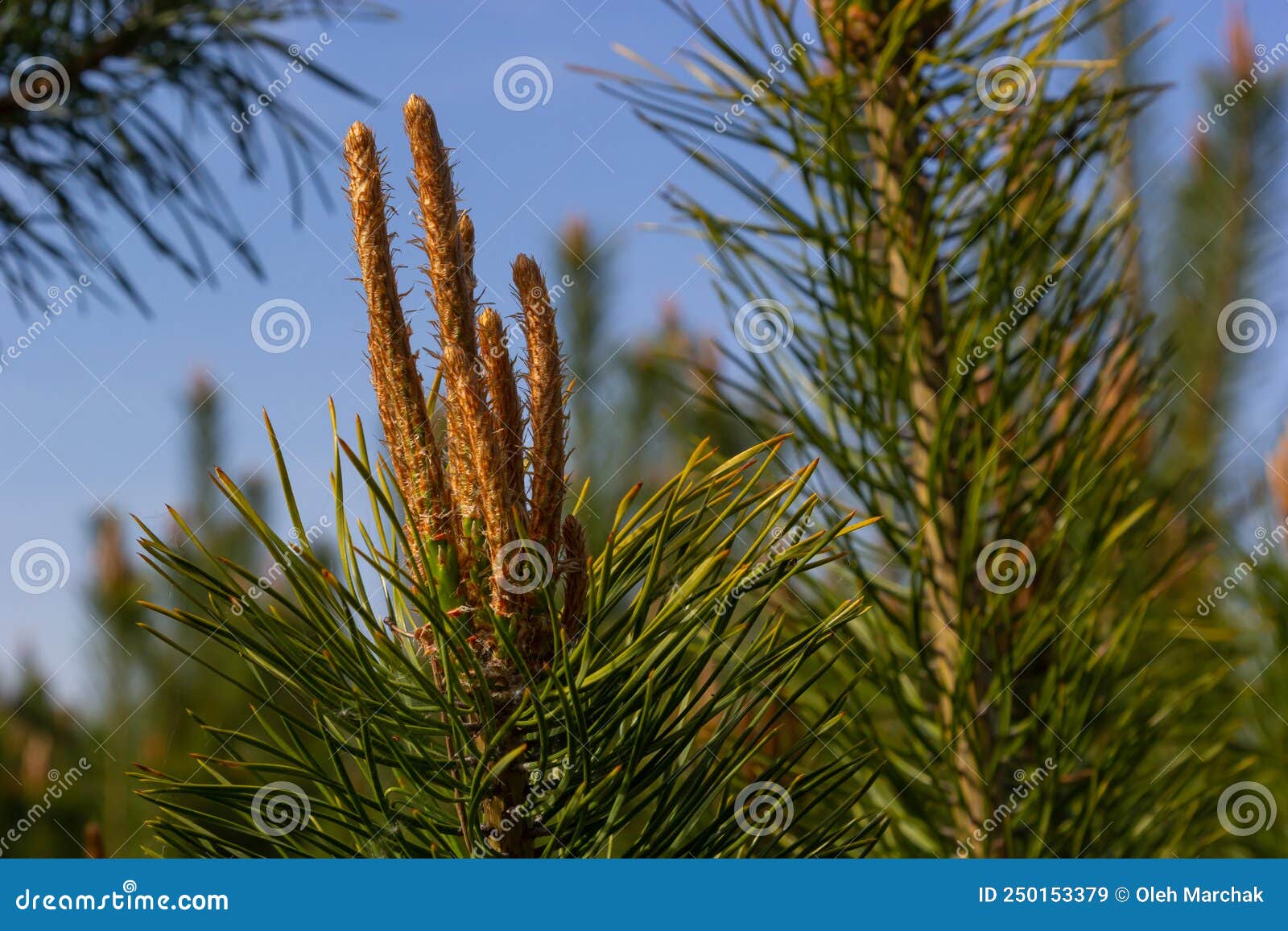 There are Long Buds on a Pine Branch. Buds Appear on the Pine Tree in ...
