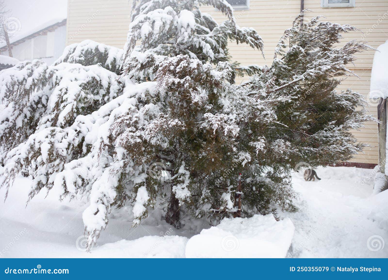 There is a Lot of Fluffy Snow on a Tall Juniper Tree Stock Image ...