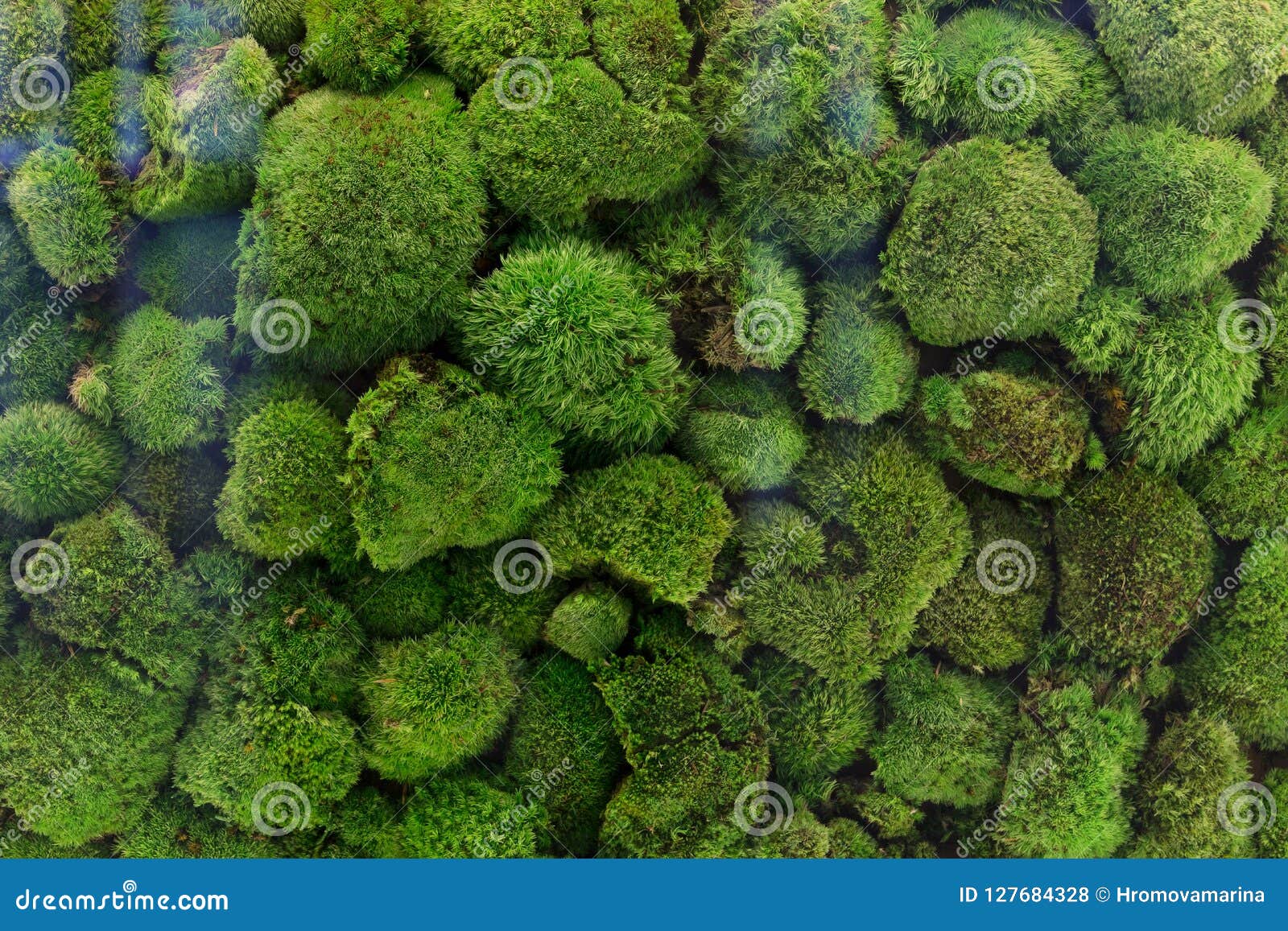 There is a Lot of Moss Behind the Glass. Stock Photo - Image of garden ...