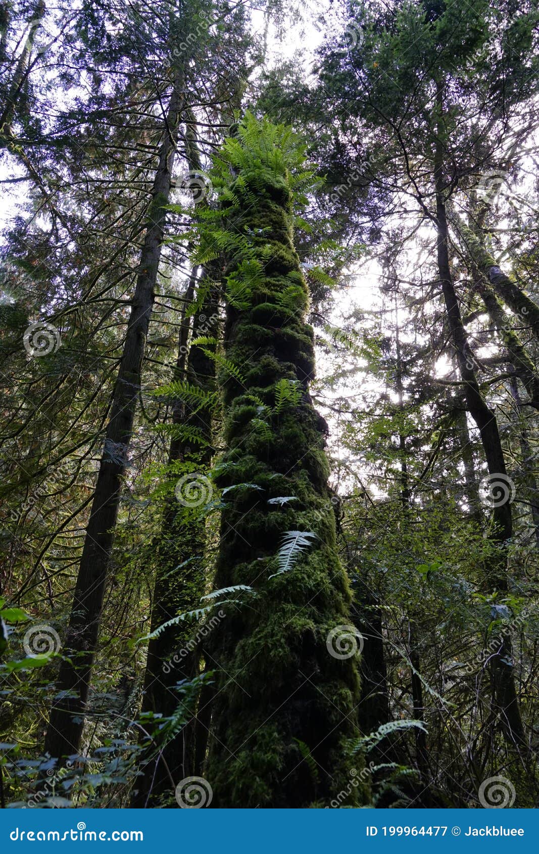 Dead Trees in Forest in Seattle Area Stock Image - Image of area ...