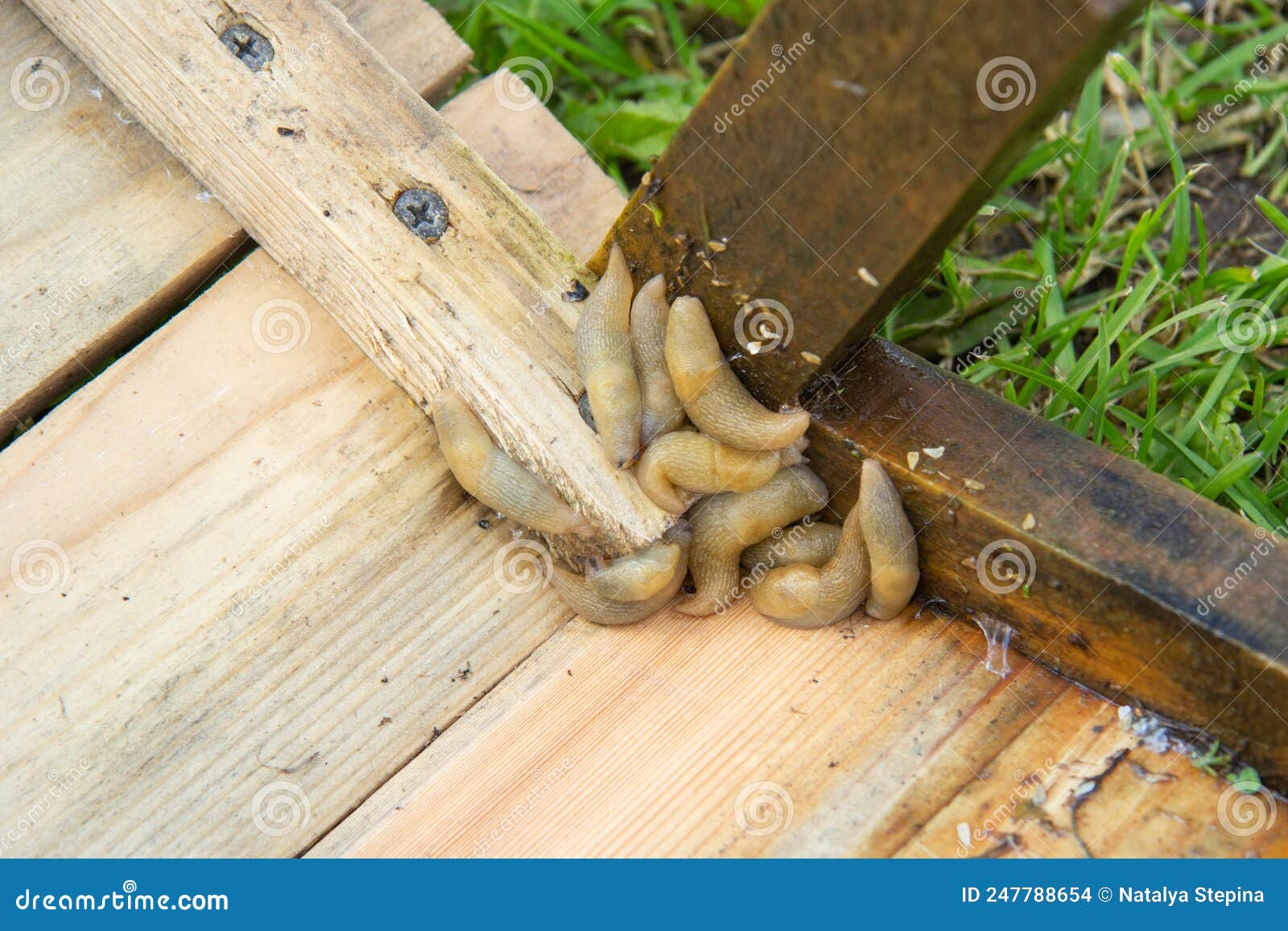 There are a Lot of Slugs on the Wooden Structure Stock Photo - Image of ...