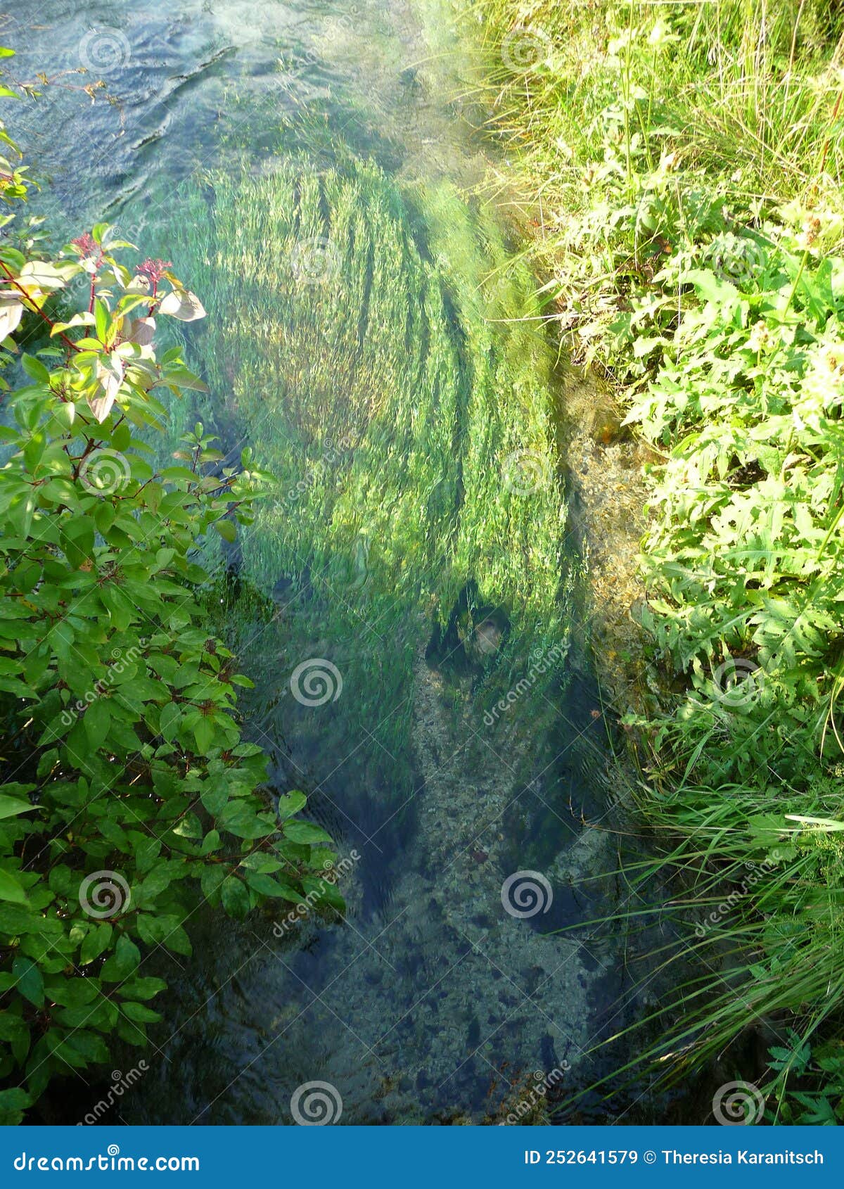 Aquatic plants in a stream stock image. Image of flow - 252641579