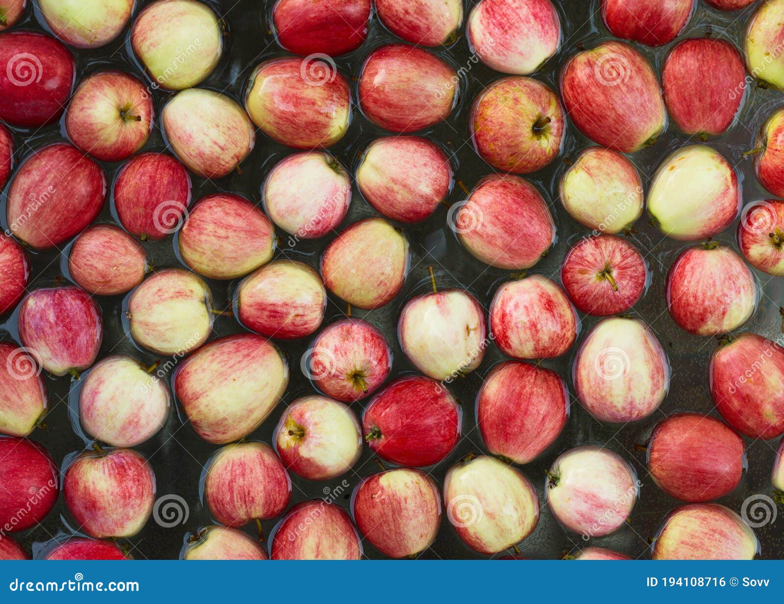 Apples in water. stock photo. Image of orchard, organic - 194108716