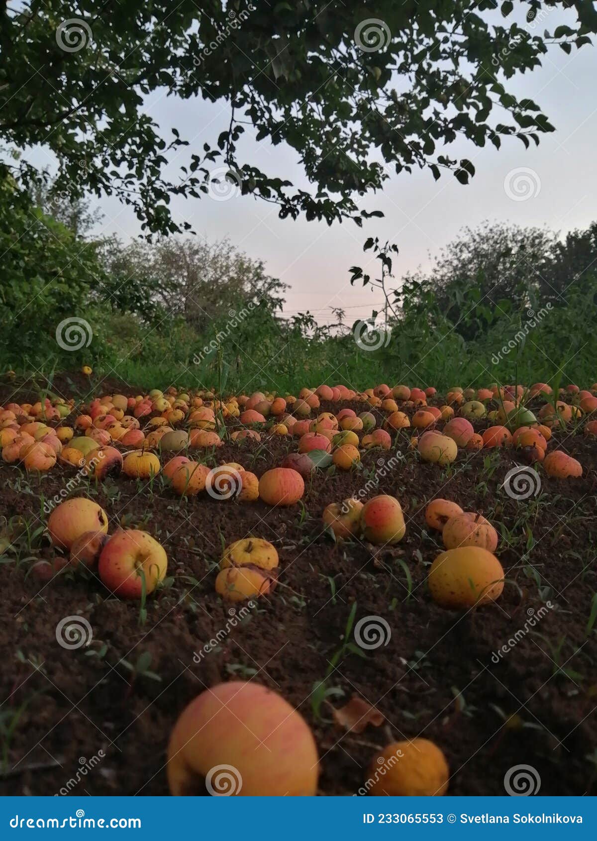 Apples under the tree stock image. Image of farm, autumn - 233065553