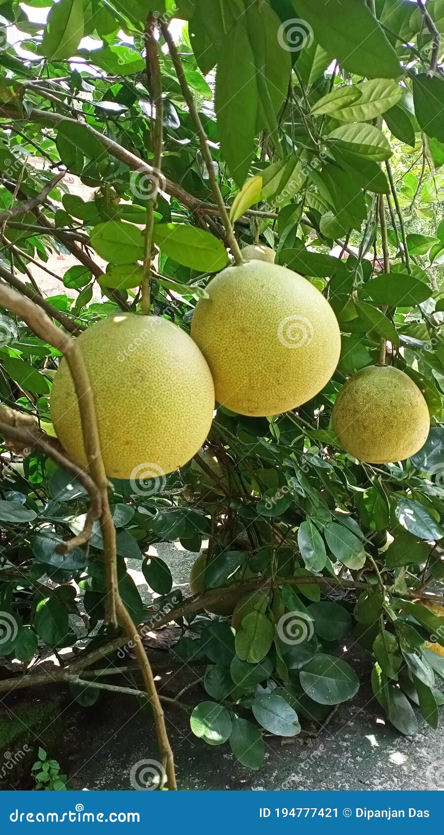 Batapi Tee Stock Photos - Free & Royalty-Free Stock Photos from Dreamstime