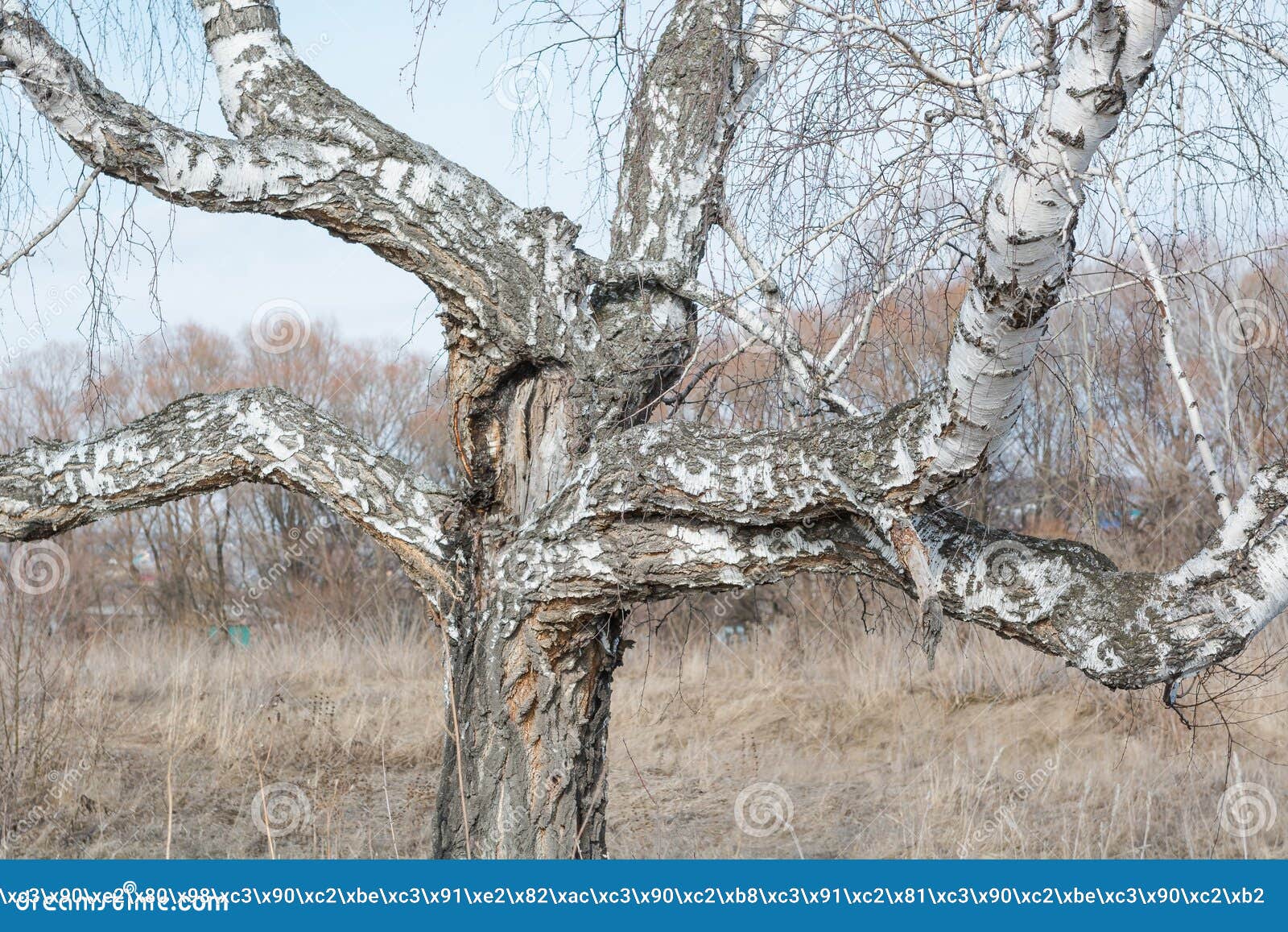 There are Many Branches on the Birch Tree. Branched Birch. a Strange ... There are Many Branches on the Birch Tree. Branched Birch. a Strange ...