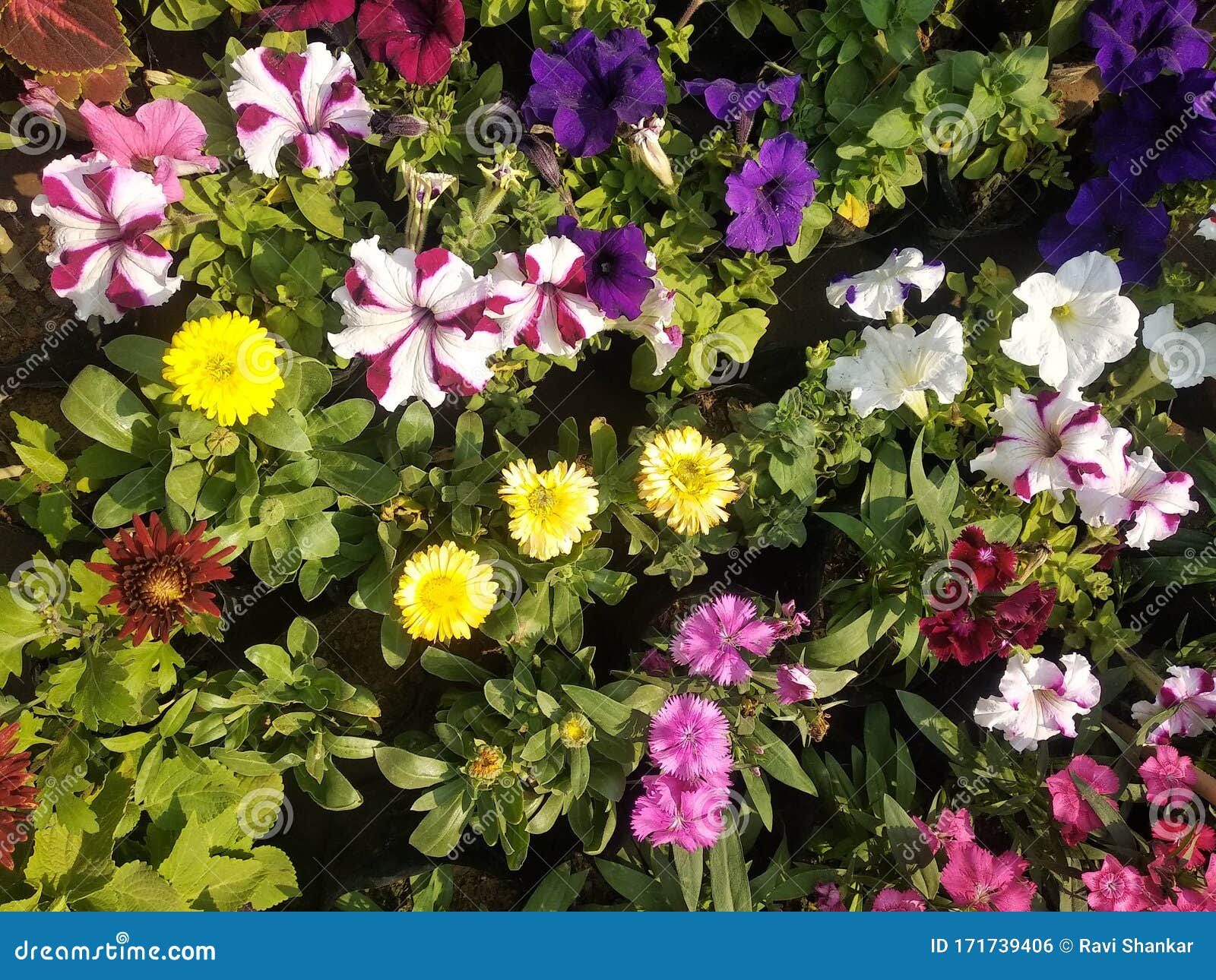 There are Many Different Flowers in Nature Stock Photo - Image of ...