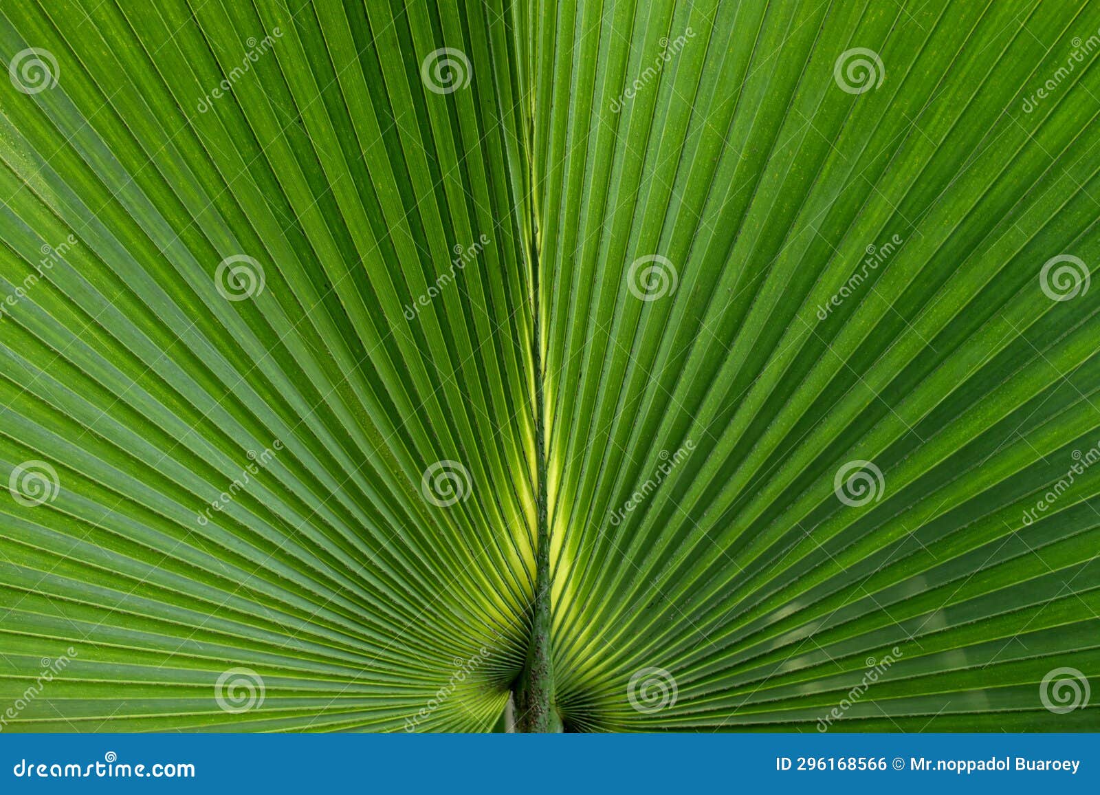 The Center of the Line on the Palm Leaf Stock Photo - Image of types ...