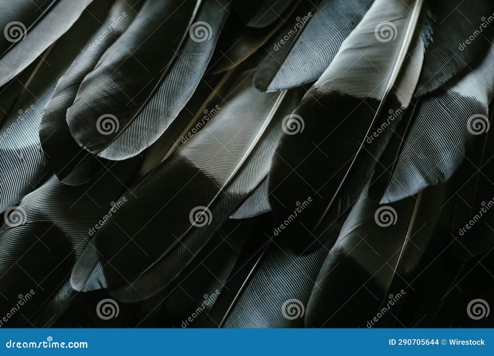 There are Many Feather Feathers that are Black and Grey Color Stock ...