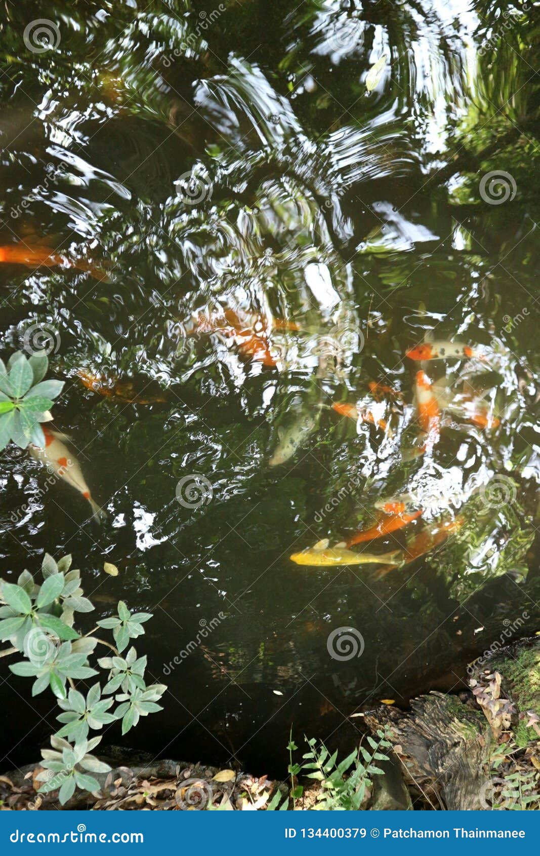 There are Many Fish Swimming in the Pond Stock Image - Image of ...