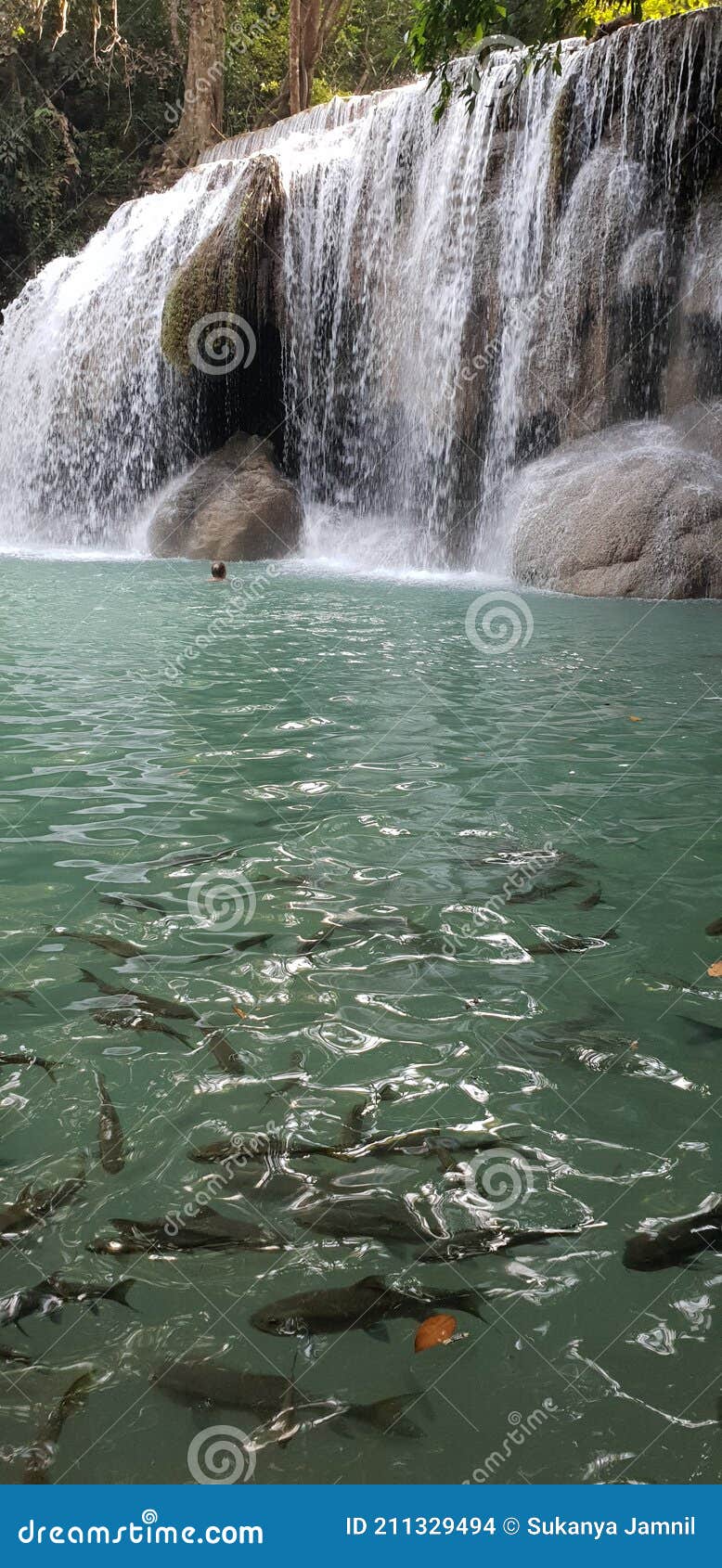There are Many Fish in the Waterfall Stock Photo - Image of pilok ...