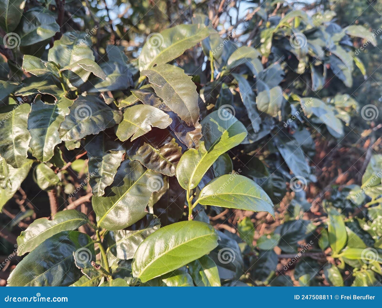 There are Many Green Leaves on the Tree Stock Image - Image of food ...