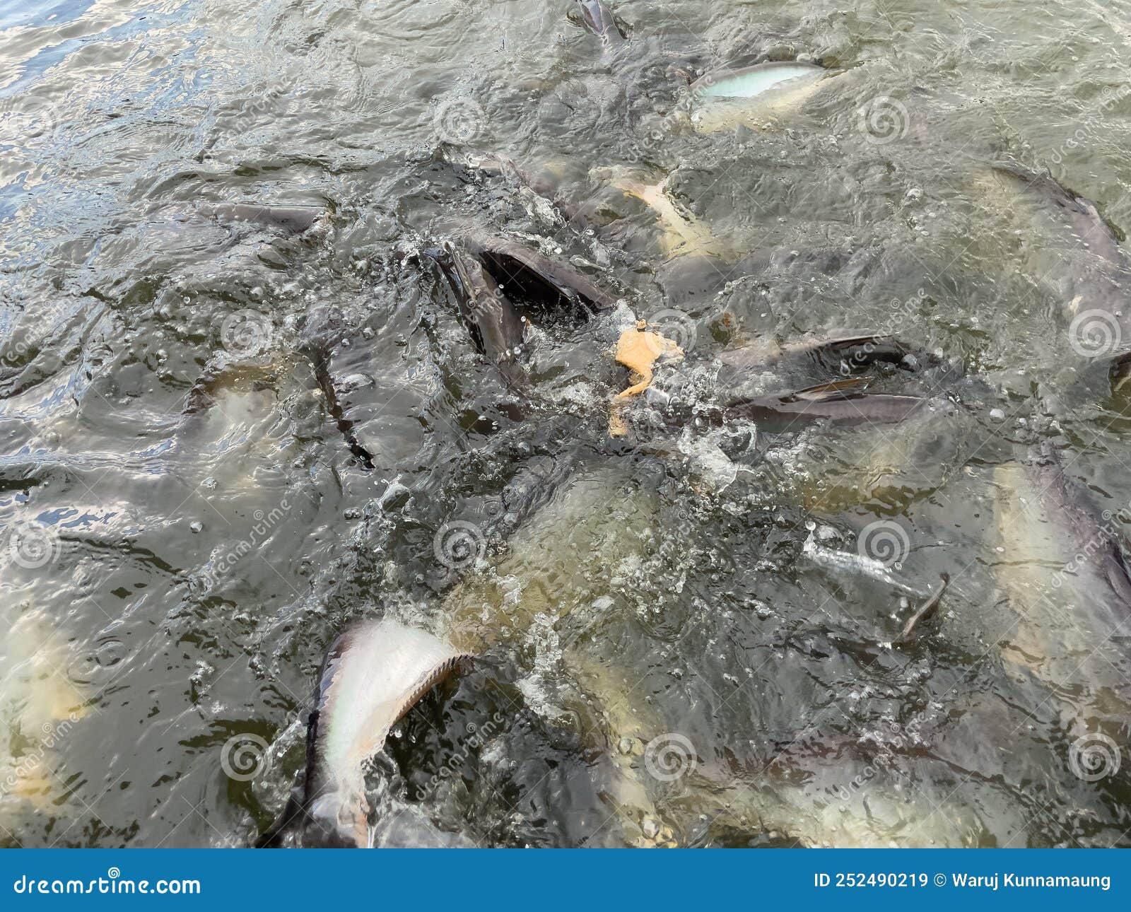 There are so Many Large Fish that are Crowded on the Water Surface ...