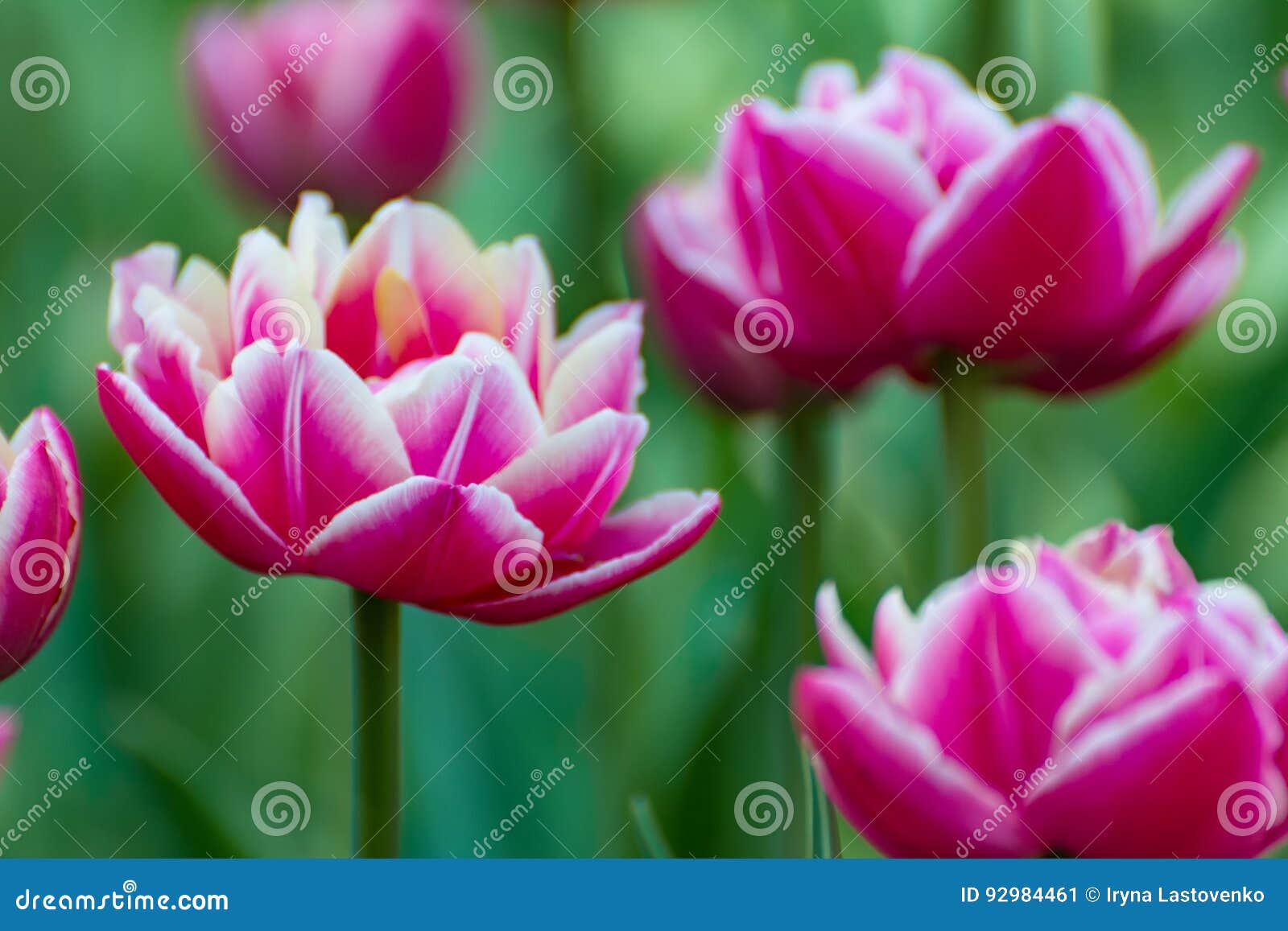 There are Many Magenta and White Tulips in the Spring Garden. Stock ...