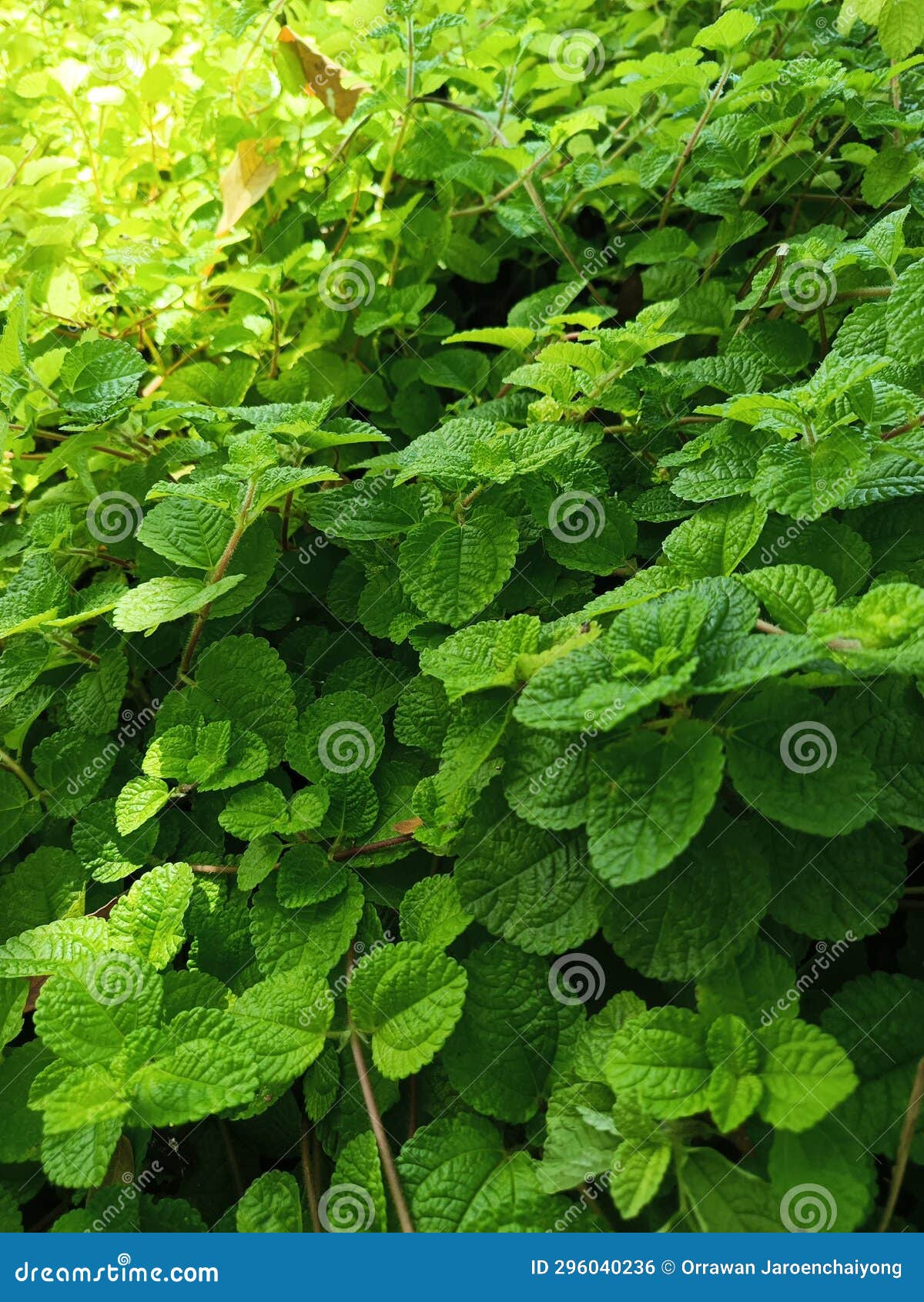 There are Many Mint Leaves in the Garden. the Garden is Full of Green ...