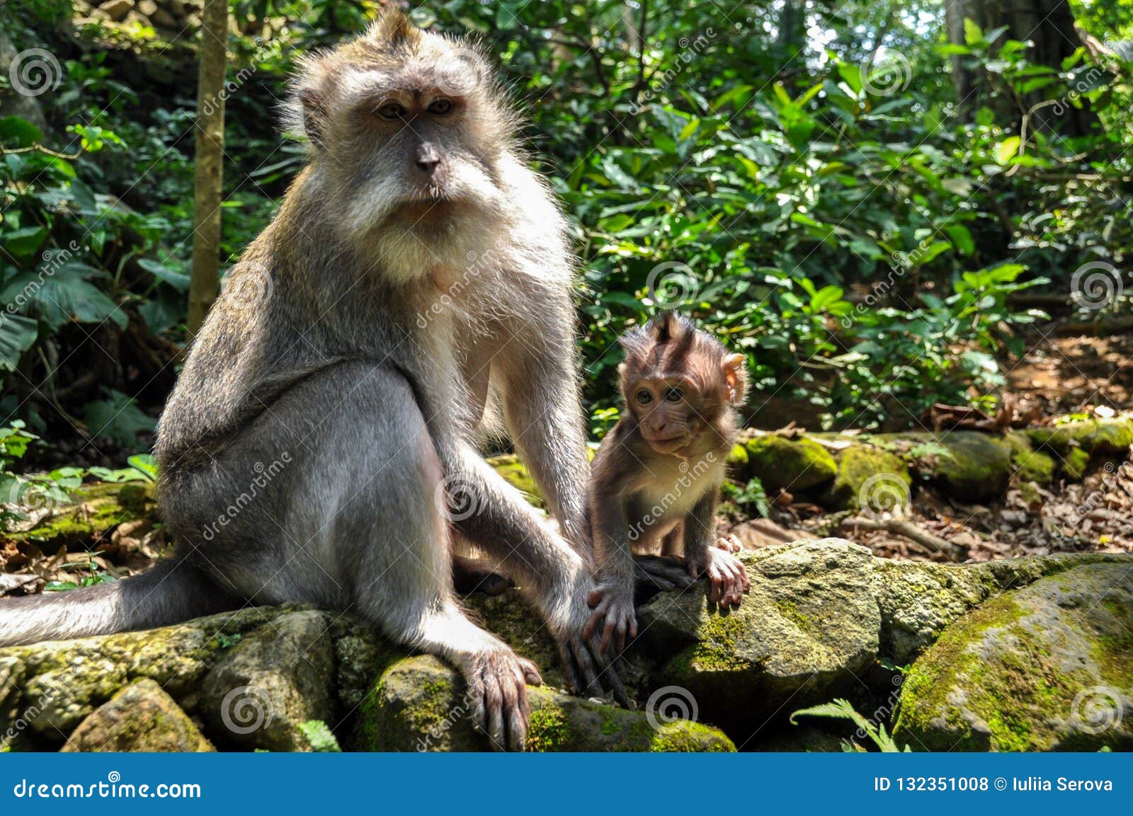 Macaques in Ubud on Bali stock photo. Image of wild - 132351008