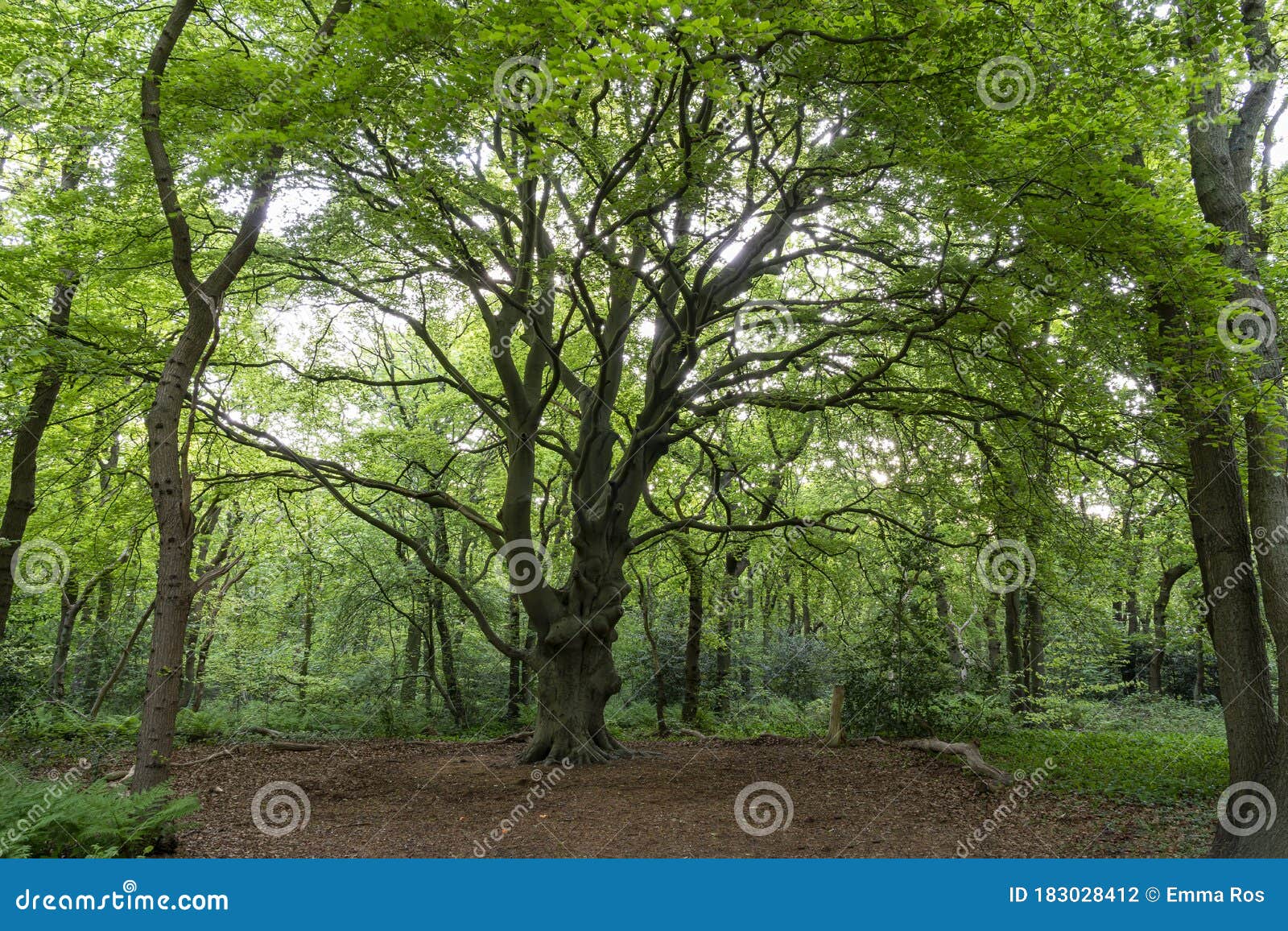 There are Many Old Gnarled Trees in this Beautiful Forest Stock Photo ...