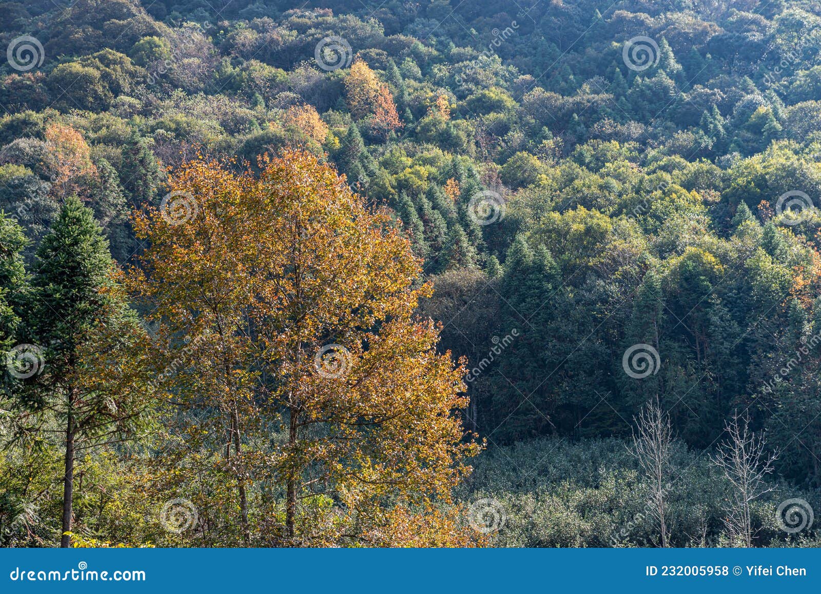 There are Many Strange Looking Trees in the Wild Stock Photo - Image of ...