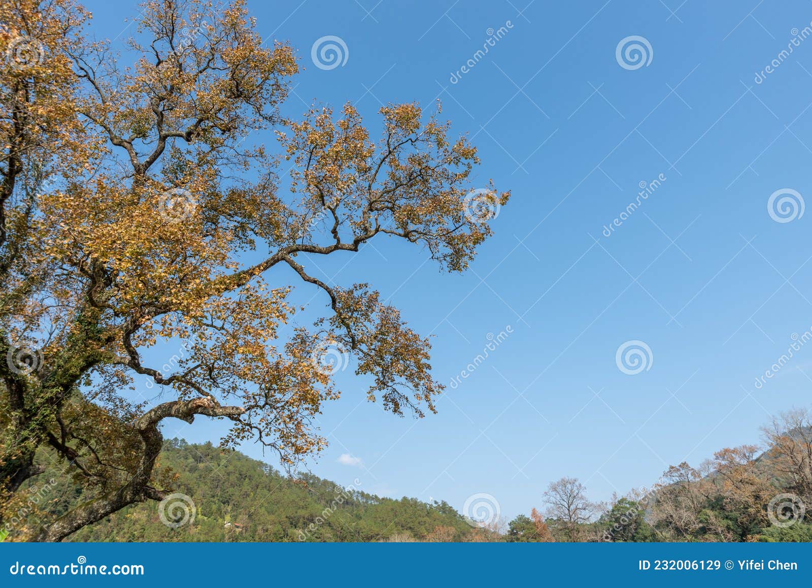 There are Many Strange Looking Trees in the Wild Stock Image - Image of ...