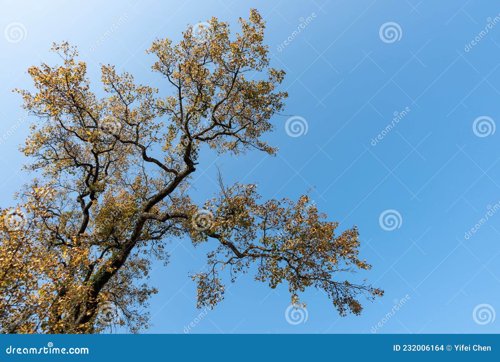 There are Many Strange Looking Trees in the Wild Stock Photo - Image of ...
