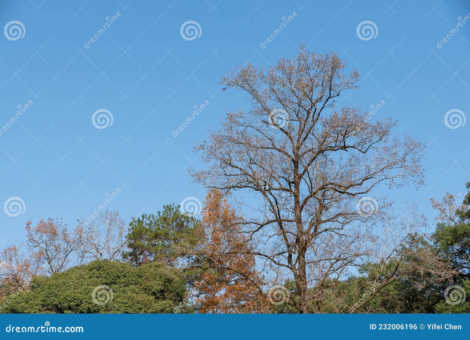 There are Many Strange Looking Trees in the Wild Stock Photo - Image of ...