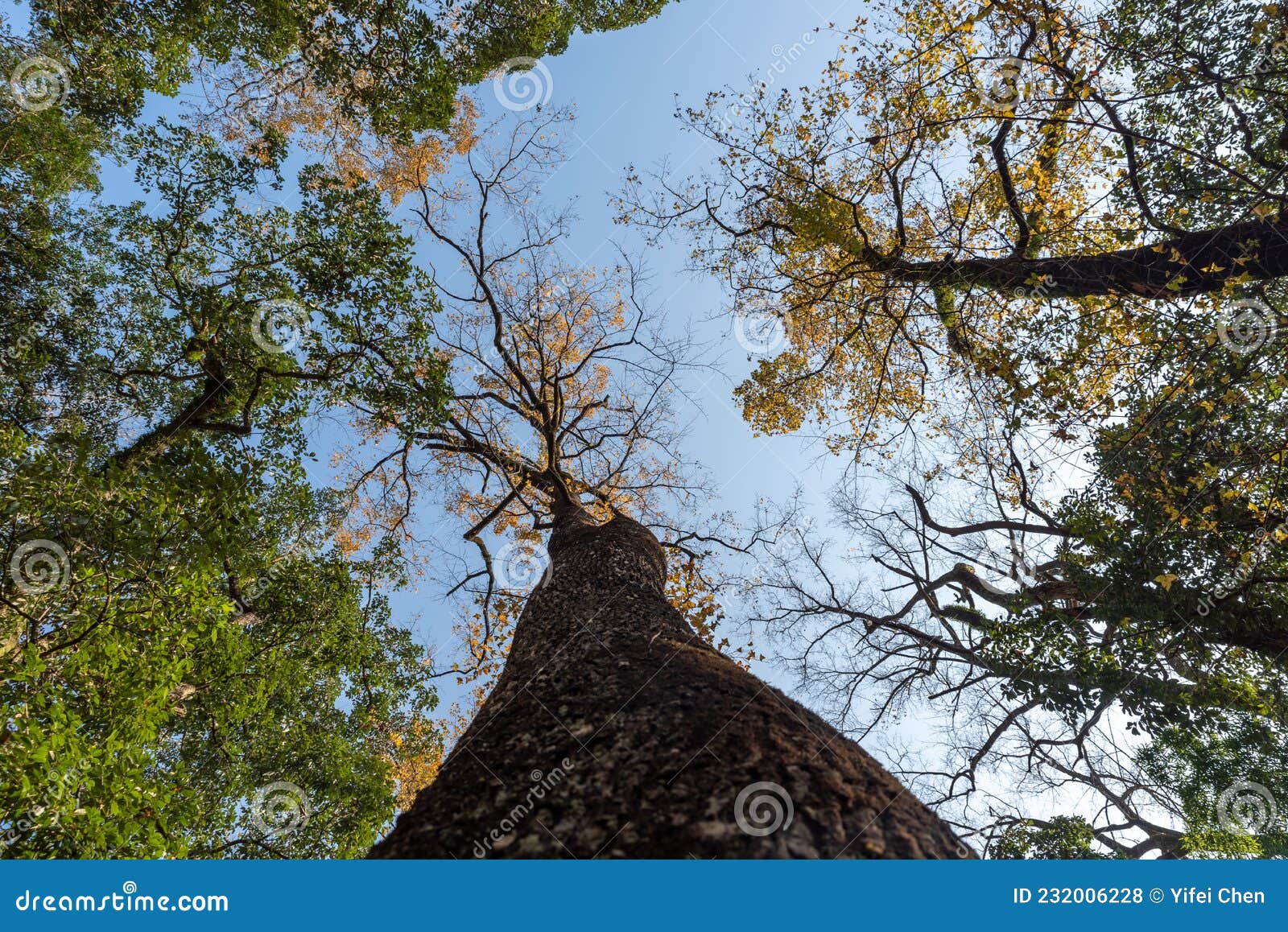 There are Many Strange Looking Trees in the Wild Stock Photo - Image of ...