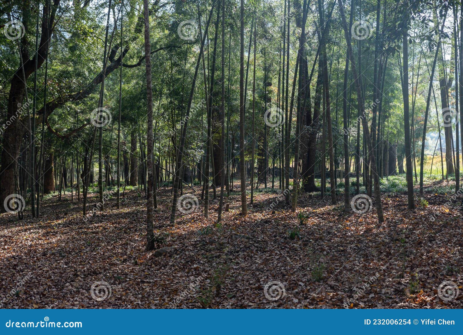 There are Many Strange Looking Trees in the Wild Stock Photo - Image of ...