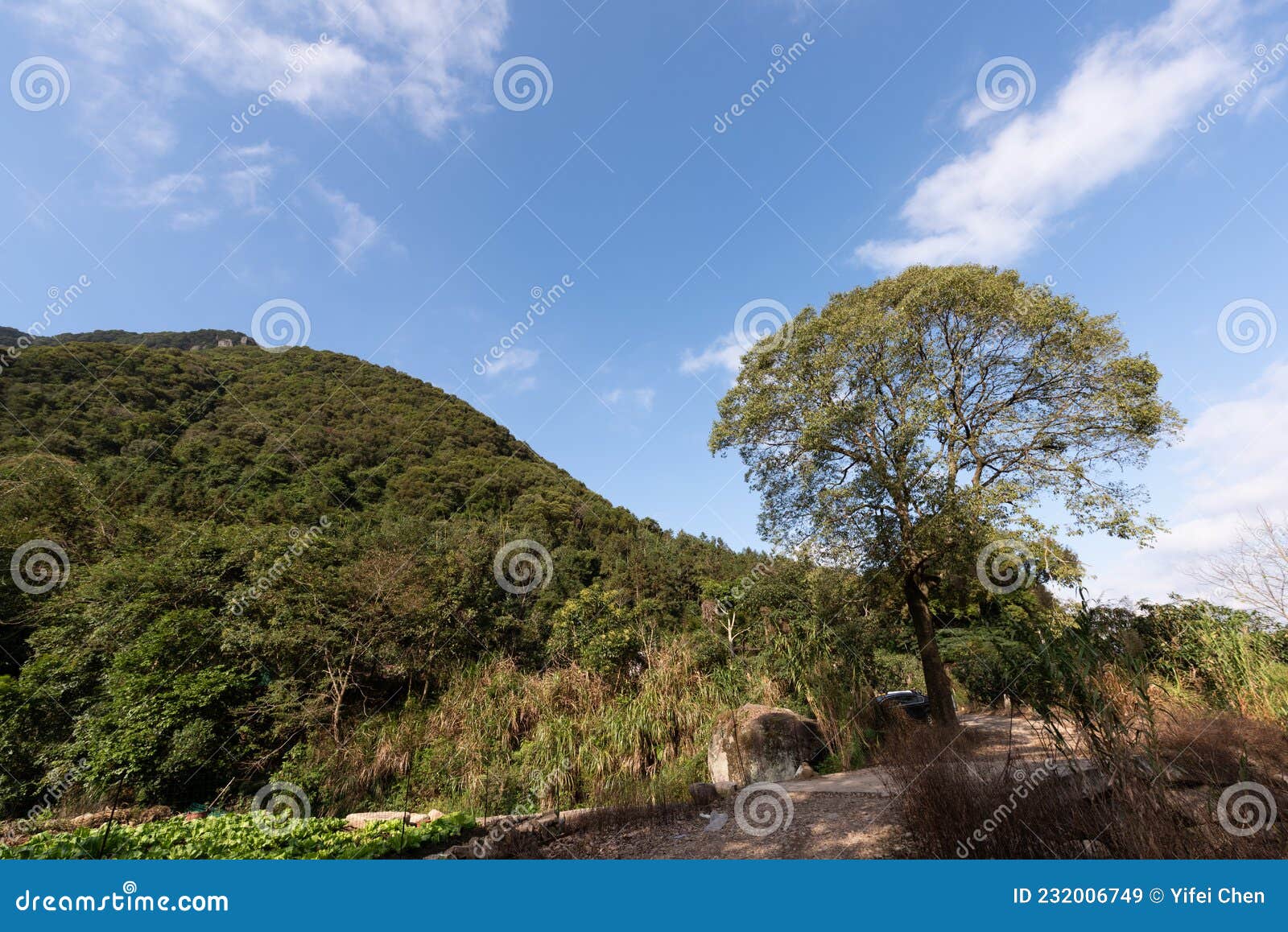 There are Many Strange Looking Trees in the Wild Stock Image - Image of ...