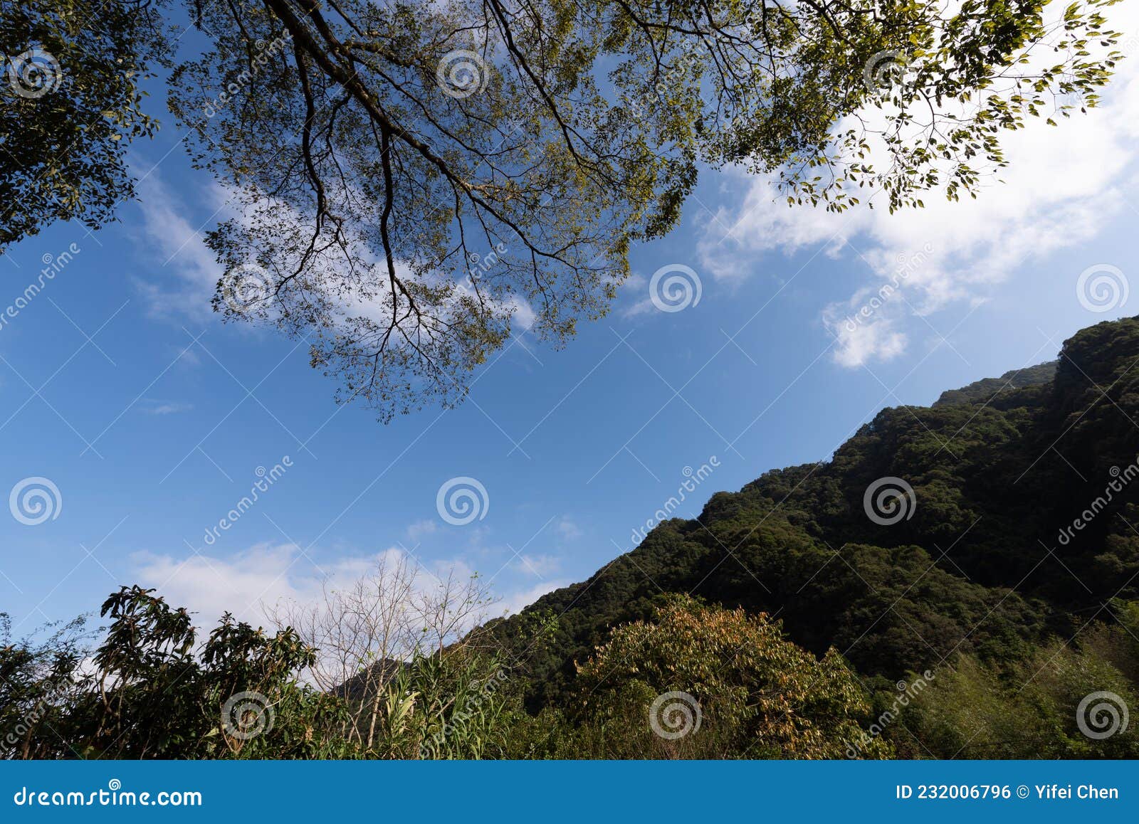 There are Many Strange Looking Trees in the Wild Stock Photo - Image of ...
