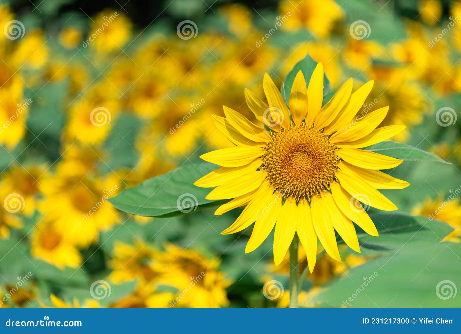 There are Many Sunflowers in the Fields Stock Photo - Image of plant ...