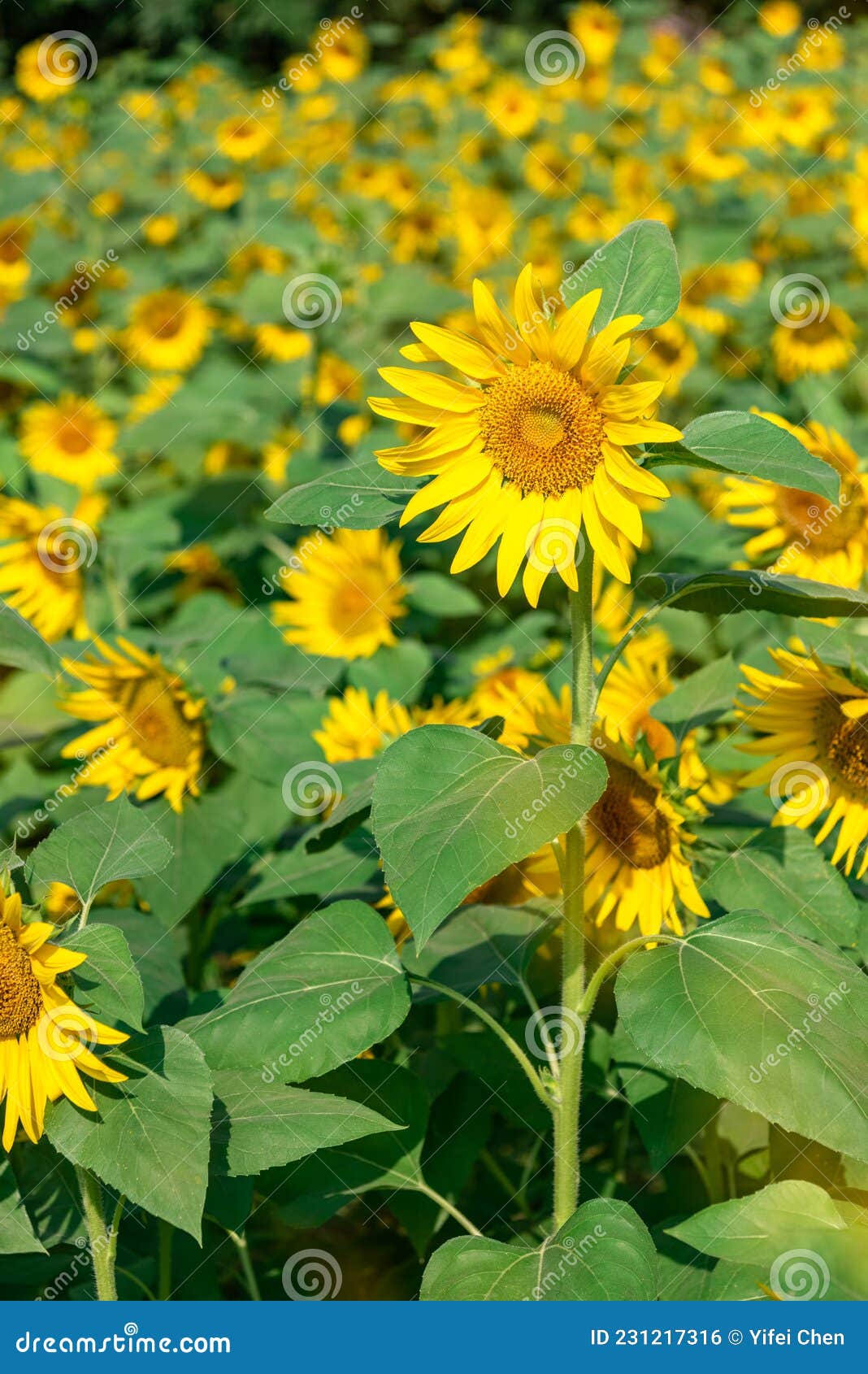 There are Many Sunflowers in the Fields Stock Photo - Image of blooming ...
