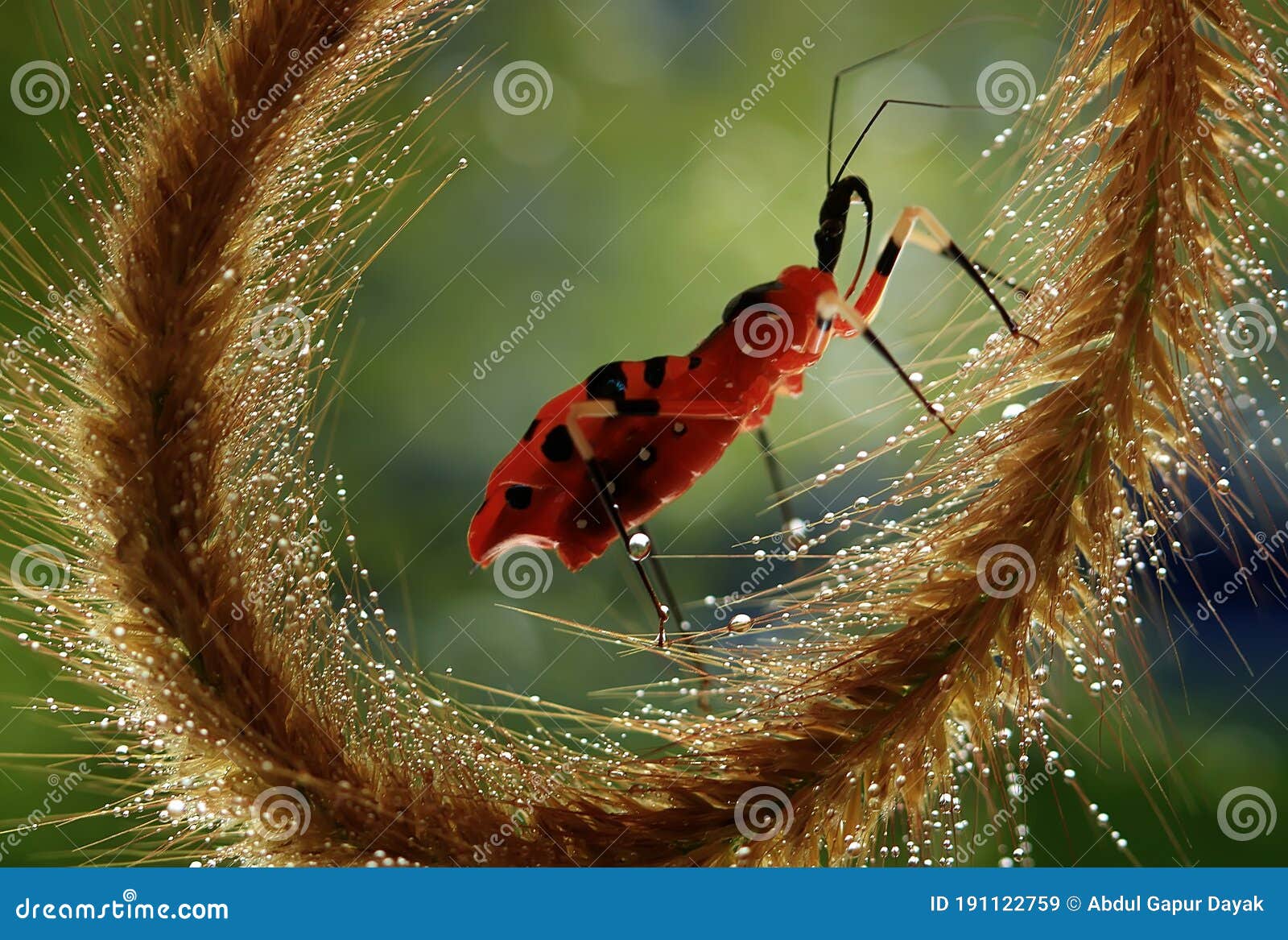 Bug on Grass stock image. Image of leaf, fungus, interesting - 191122759