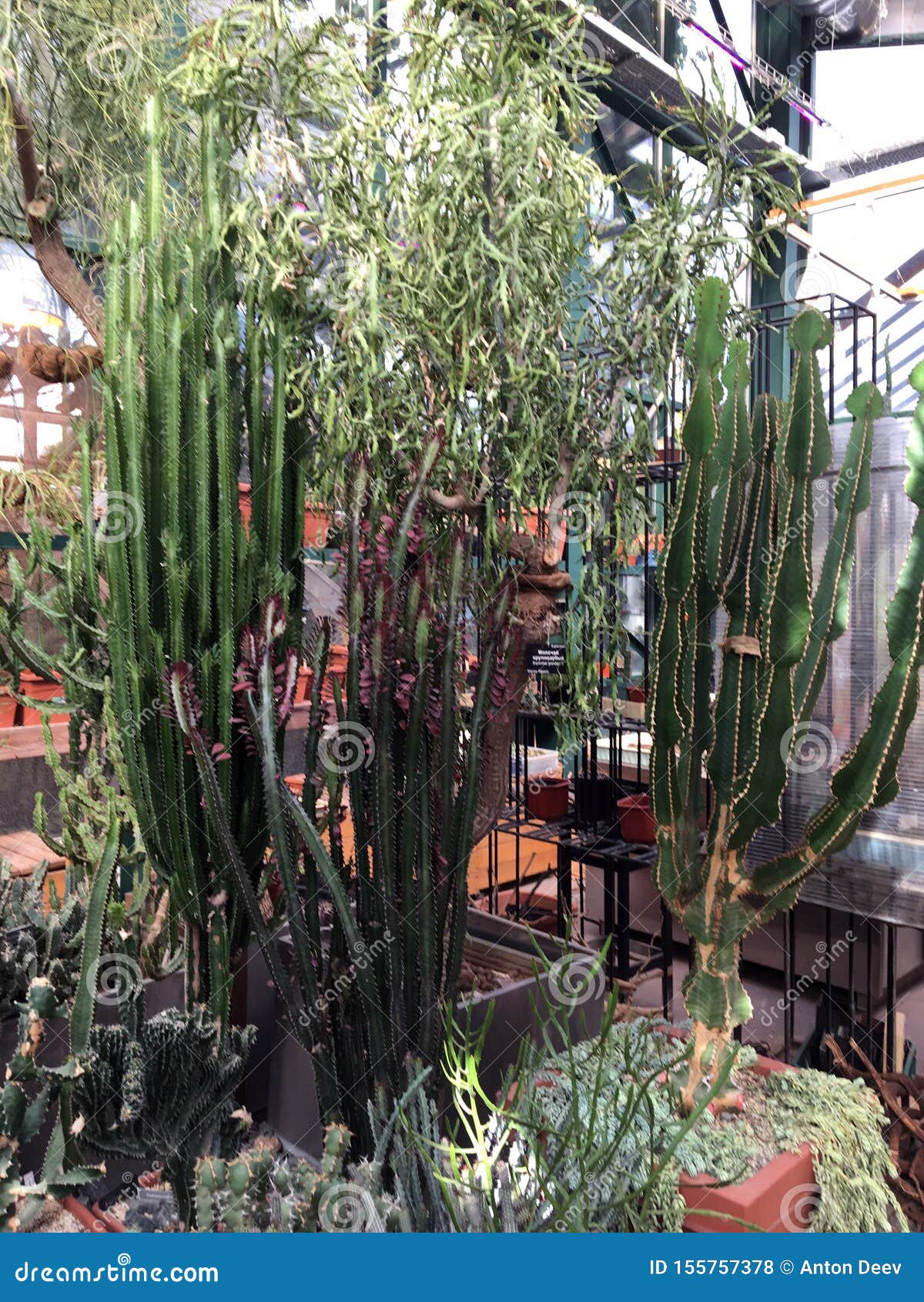 There are Many Varieties of Cactuses in the Botanical Garden Stock ...