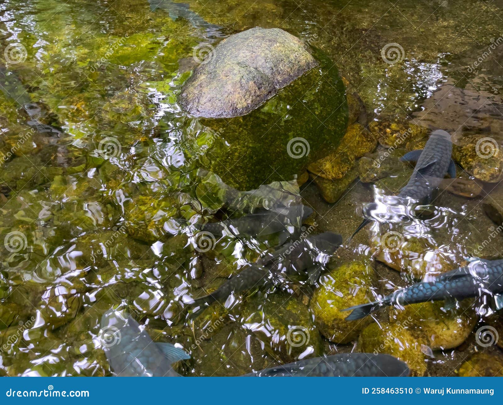 There are Much Fish in the Clear Stream. Stock Photo - Image of ...