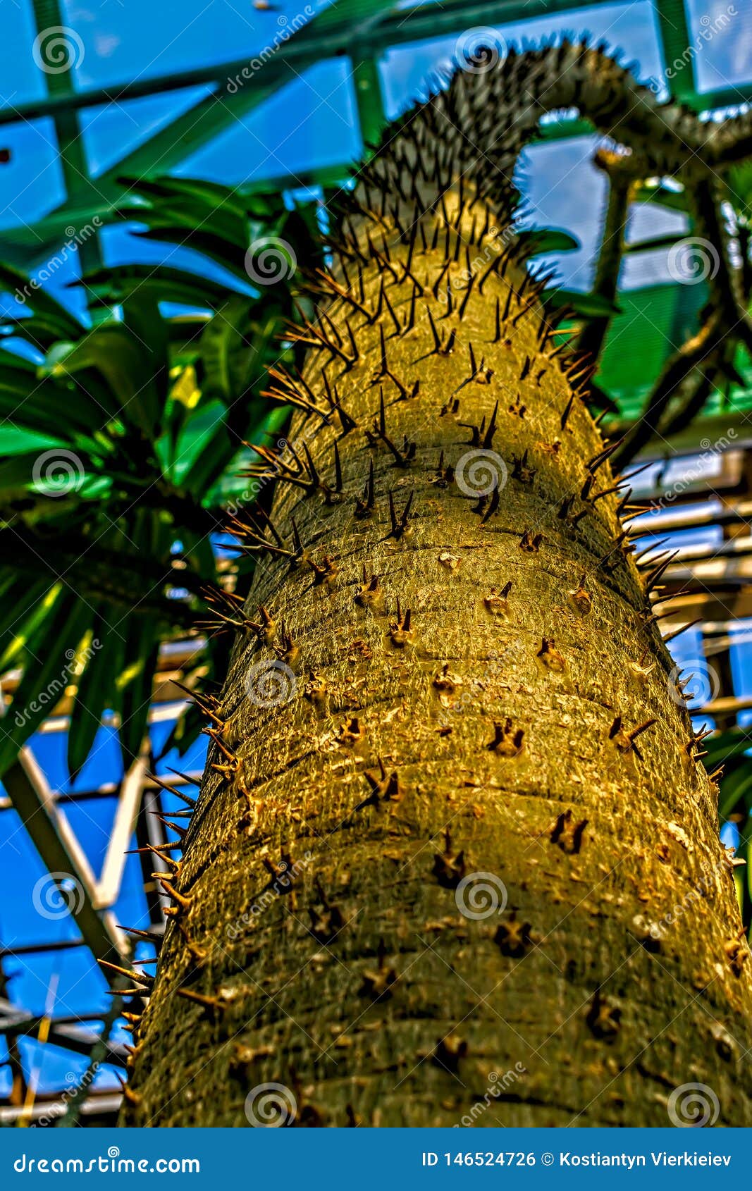 A Trunk of Cactus Tree Close Up Stock Photo - Image of trunk, green ...