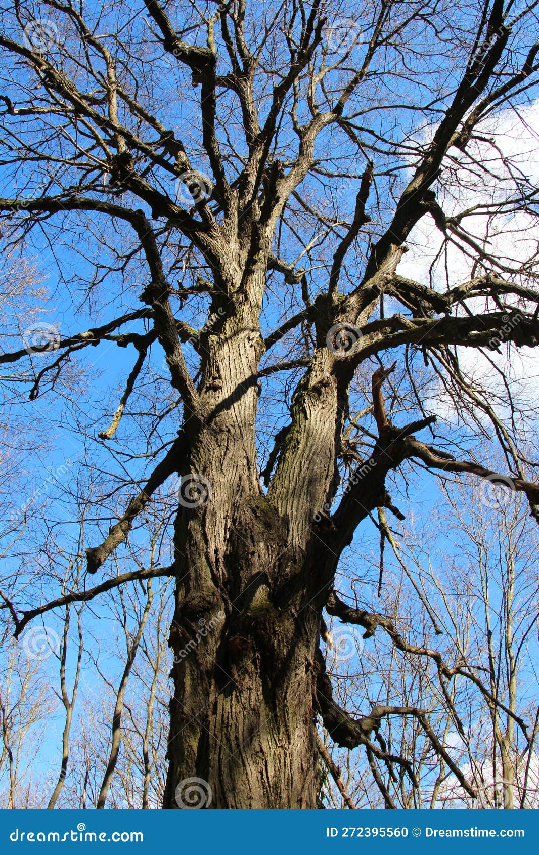 There is an Old Linden Tree in the Forest Stock Photo - Image of ...