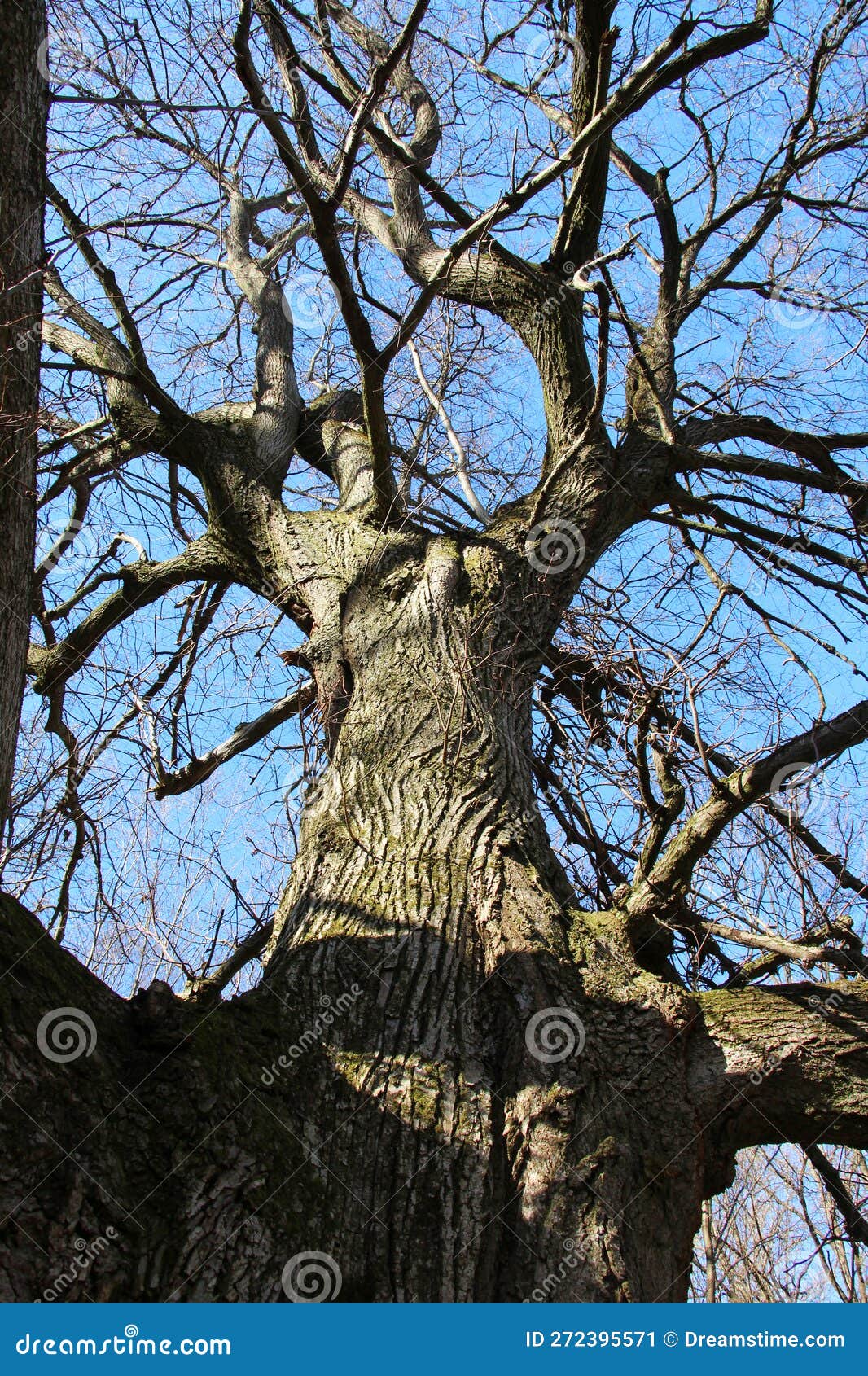 There is an Old Linden Tree in the Forest Stock Image - Image of plant ...