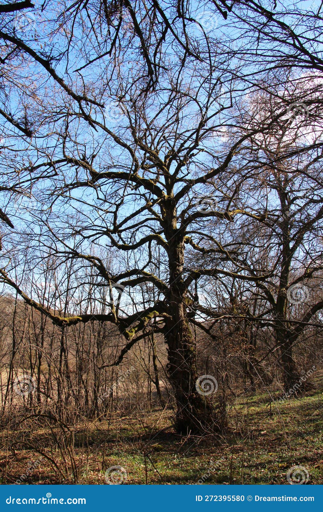 There is an Old Linden Tree in the Forest Stock Photo - Image of ...