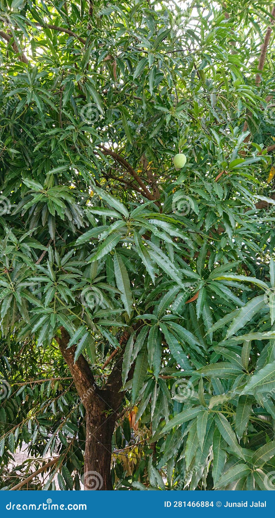 There is only One Fruit on this Mango Tree Stock Photo - Image of fruit ...