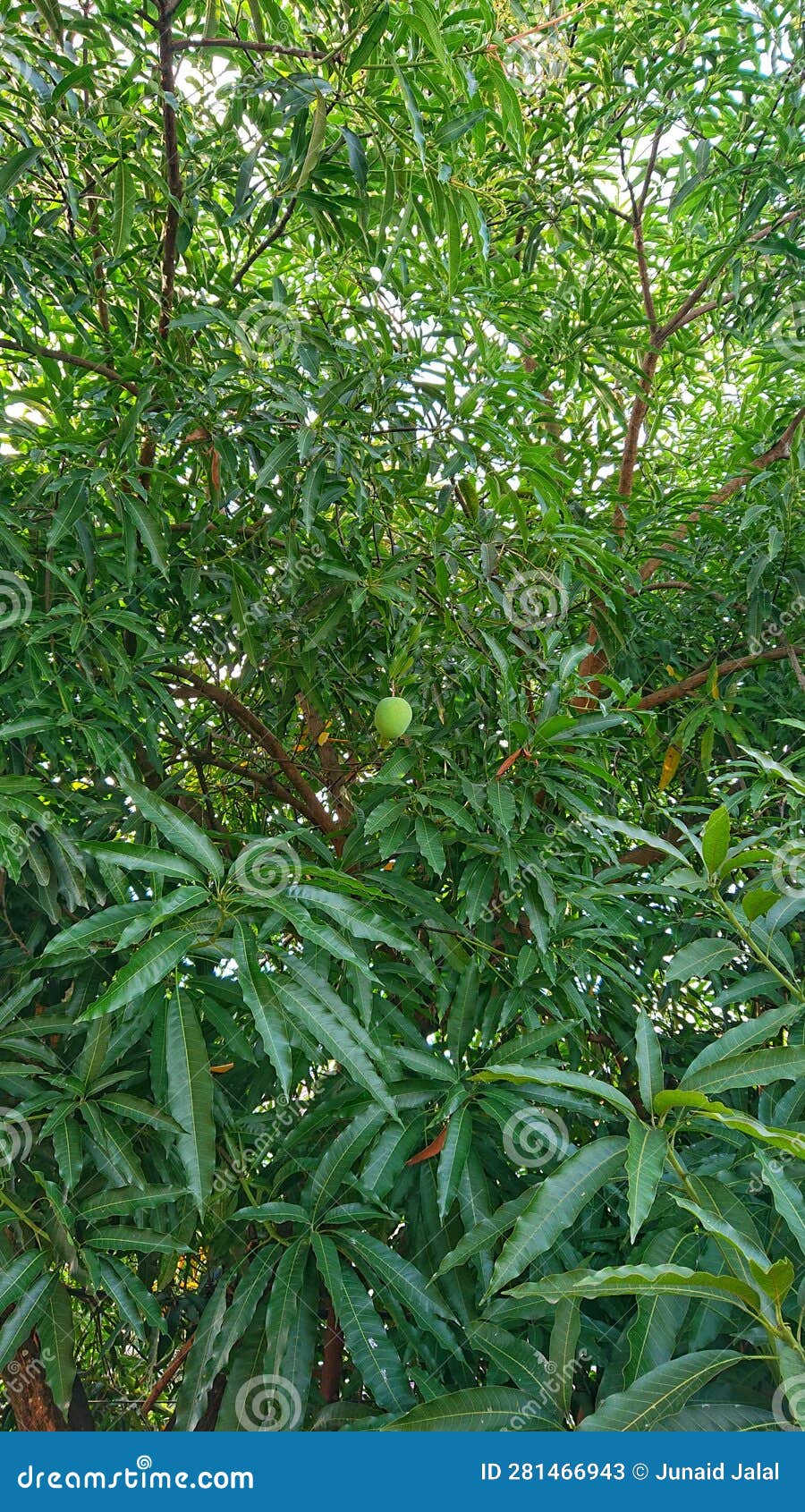 There is only One Fruit on this Mango Tree Stock Image - Image of mango ...