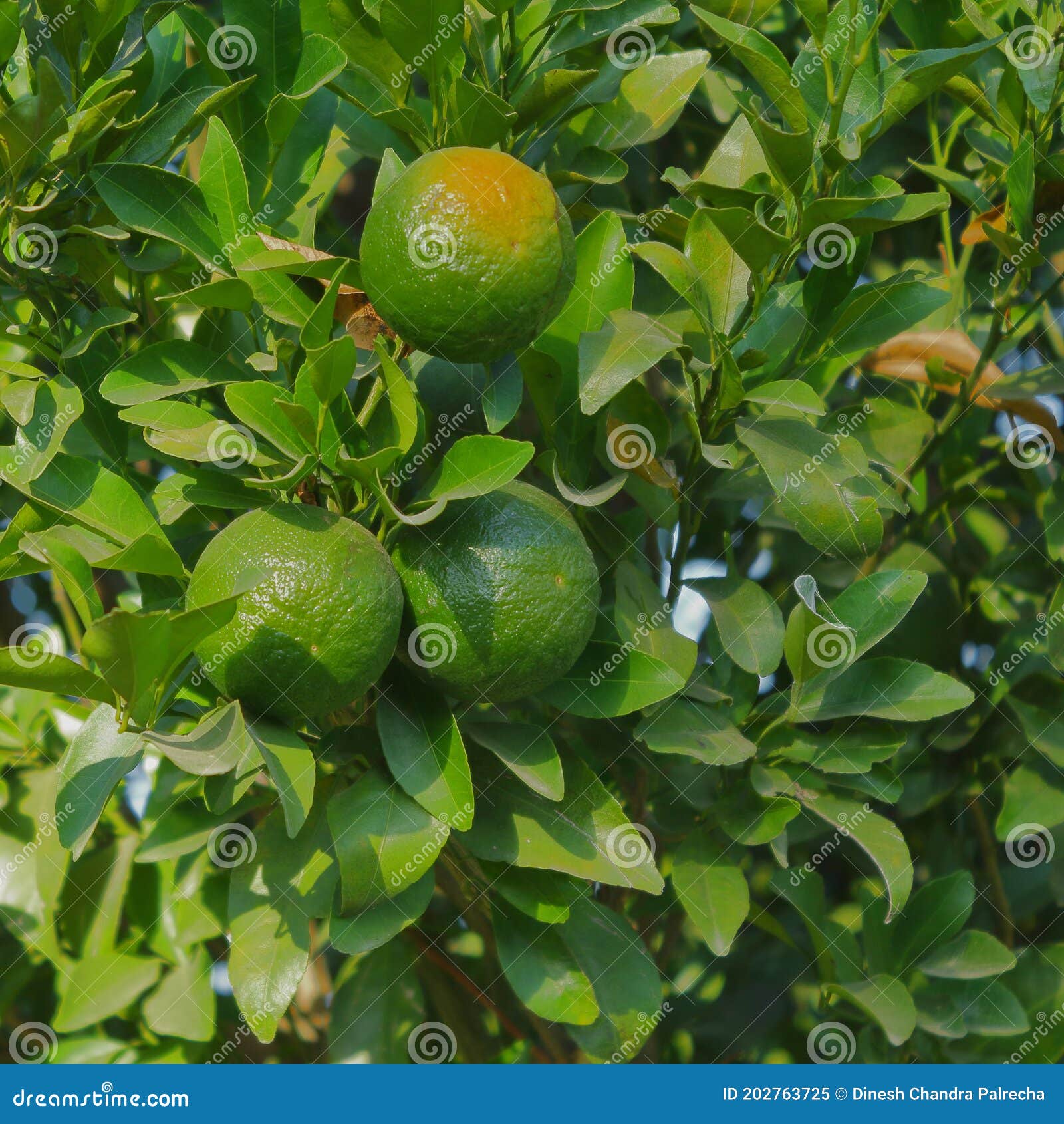 Raw Oranges are Seen on the Tree, Fruit, Natural, Nature, Wallpaper ...