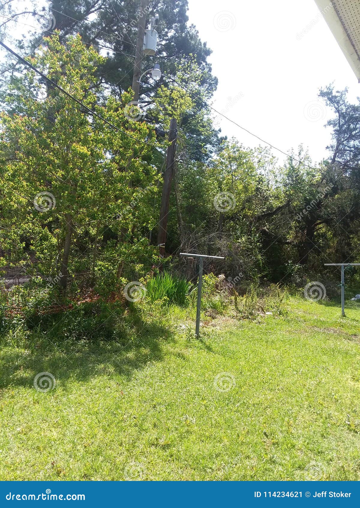 A Forest in My Backyard stock image. Image of plenty - 114234621