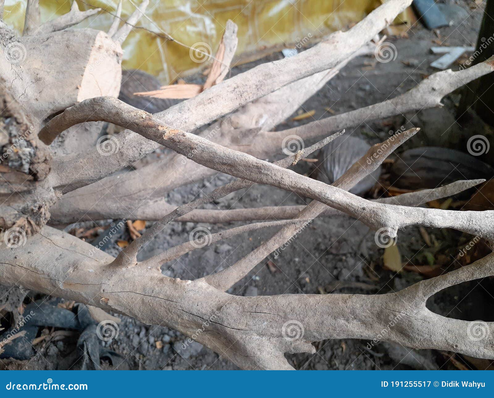 There are Several Roots of Mango Tree Plants Stock Image - Image of ...