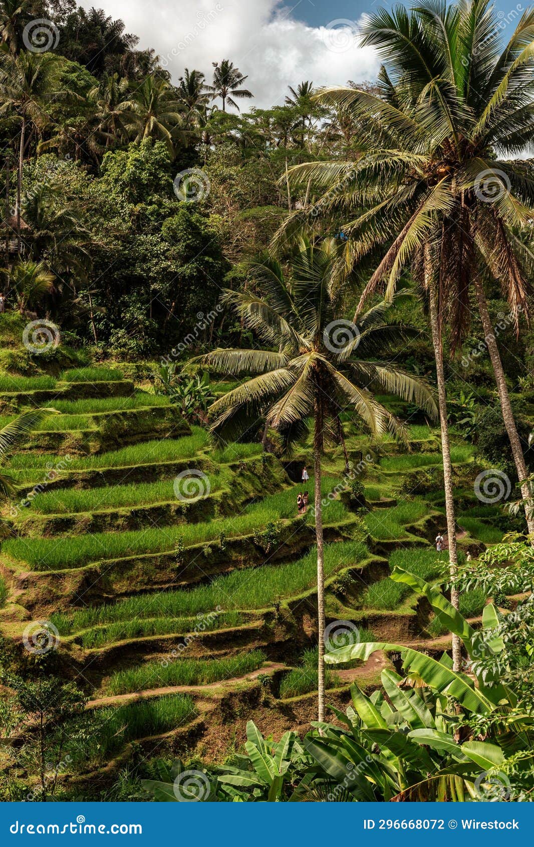 There are Several Terraces that Have Been Planted on the Side Stock ...